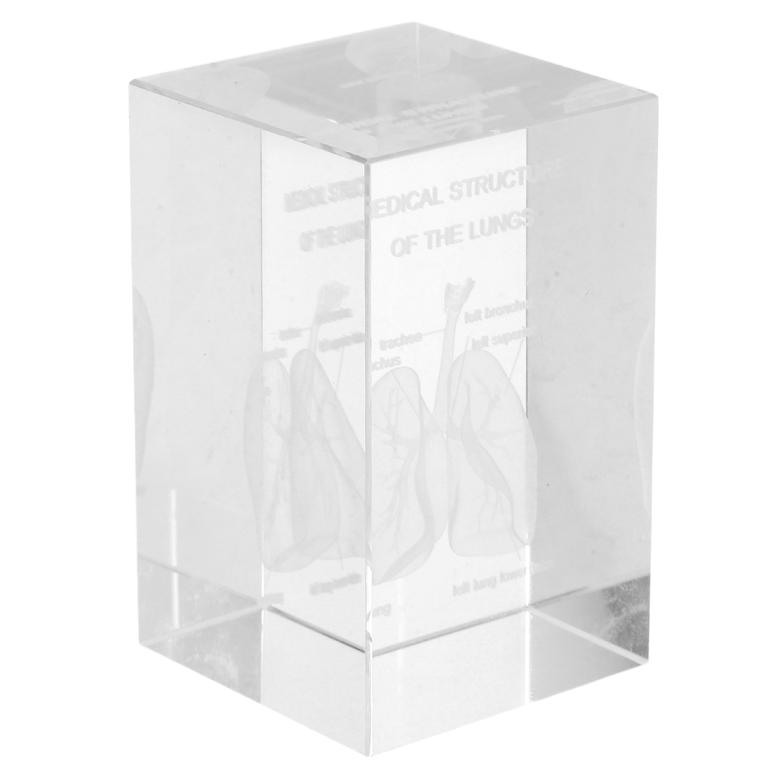 3d Human Lung Model Anatomy Crystal Lung Model Medical Figurine Crystal ...