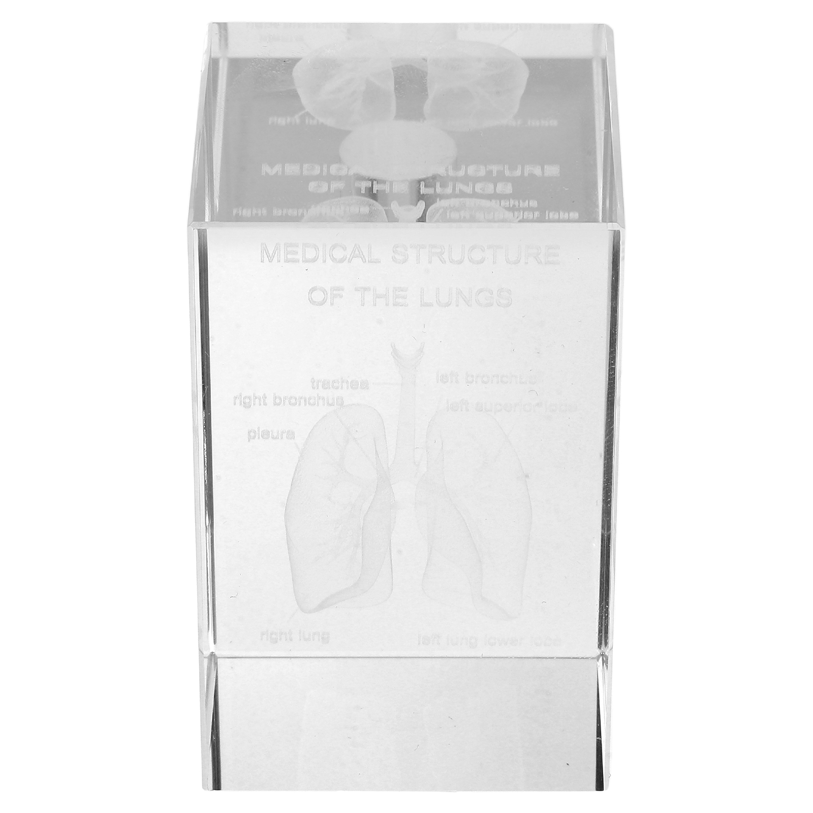 3d Human Lung Model Anatomy Crystal Lung Model Medical Figurine Crystal ...