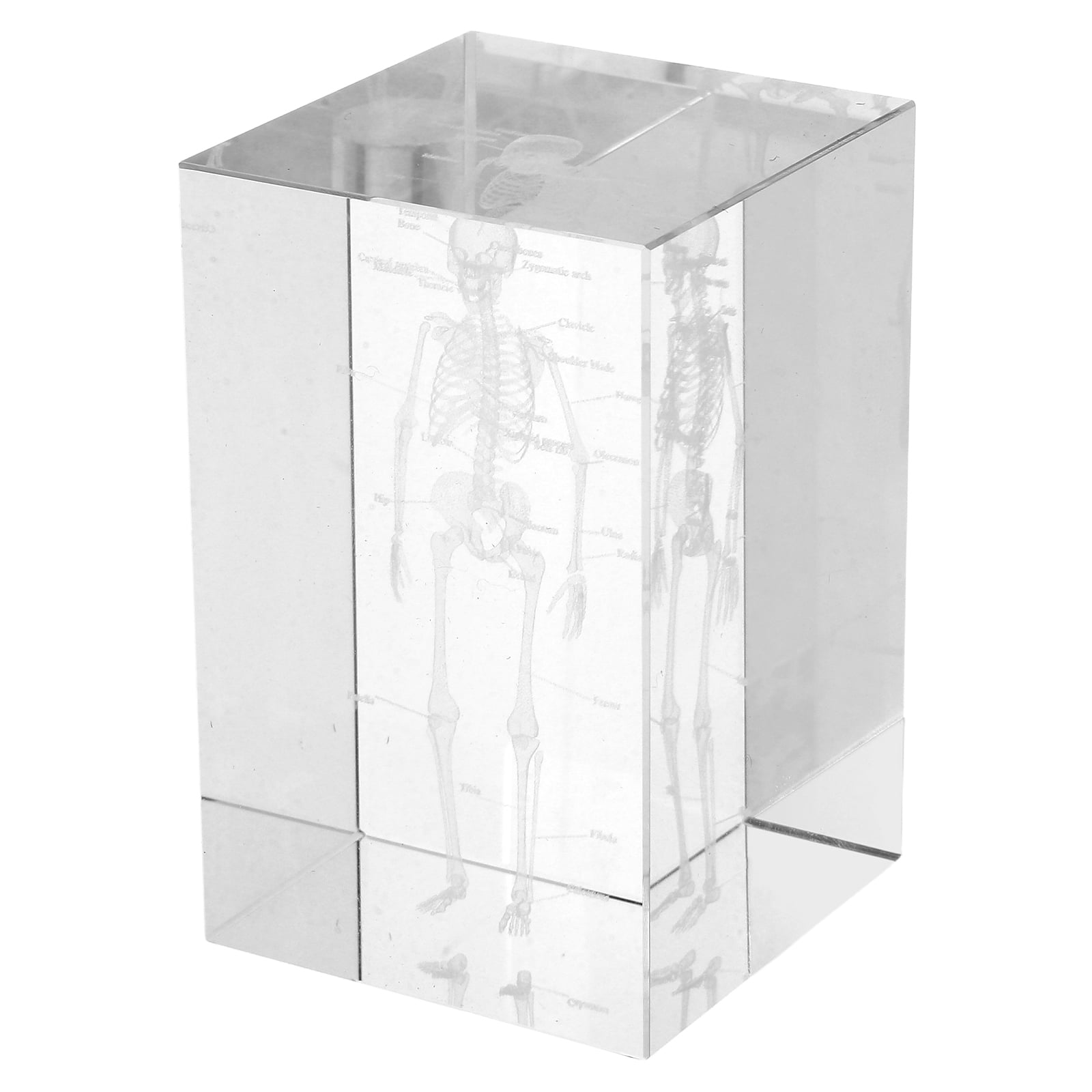 3d Human Skeleton Model Anatomy Crystal Skeleton Model Medical Figurine ...