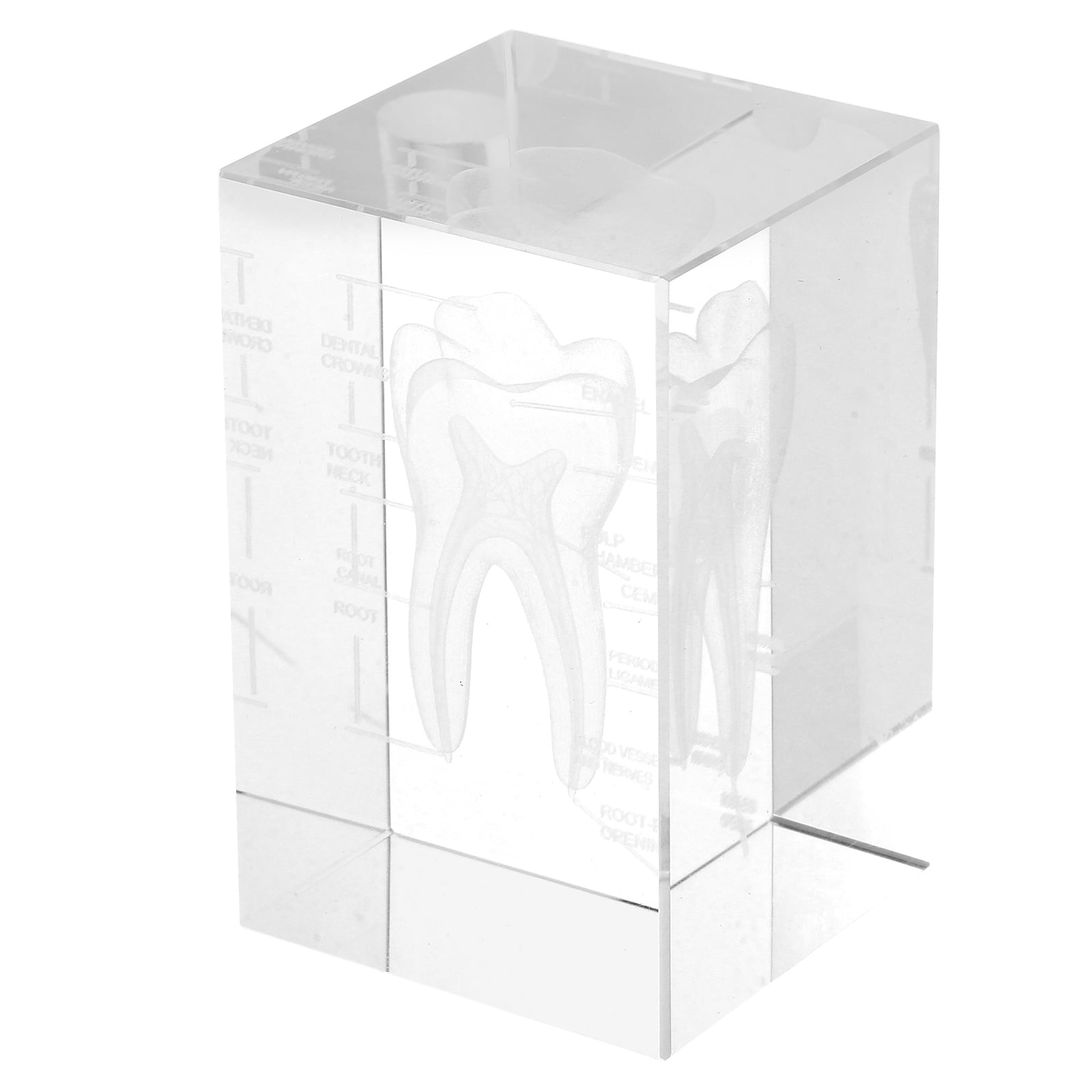 3d Human Tooth Anatomical Model Paperweight In Crystal Glass Cube ...