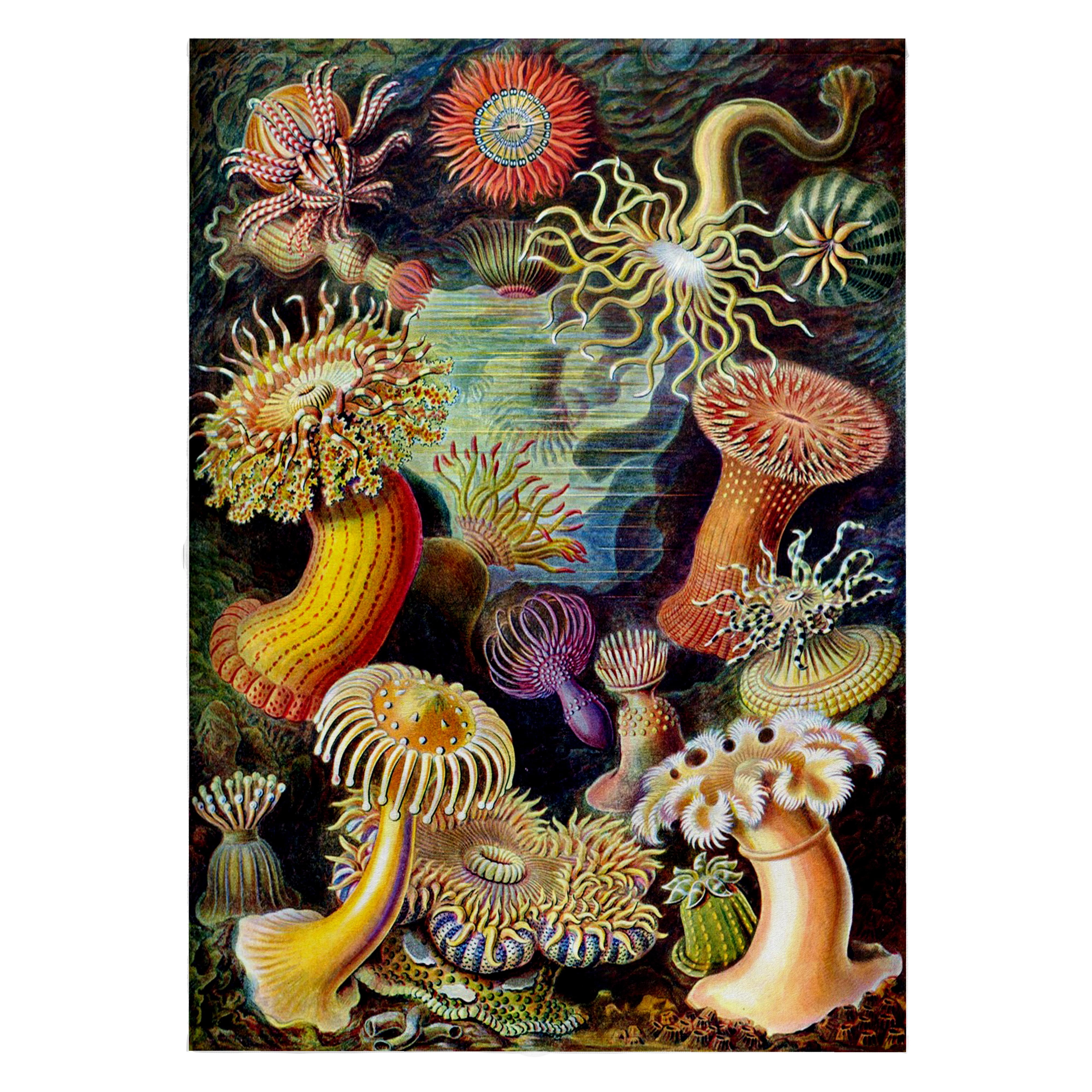 3dRose, 1800s Famous German Biologist Illustration Of Sea Life.jpg ...