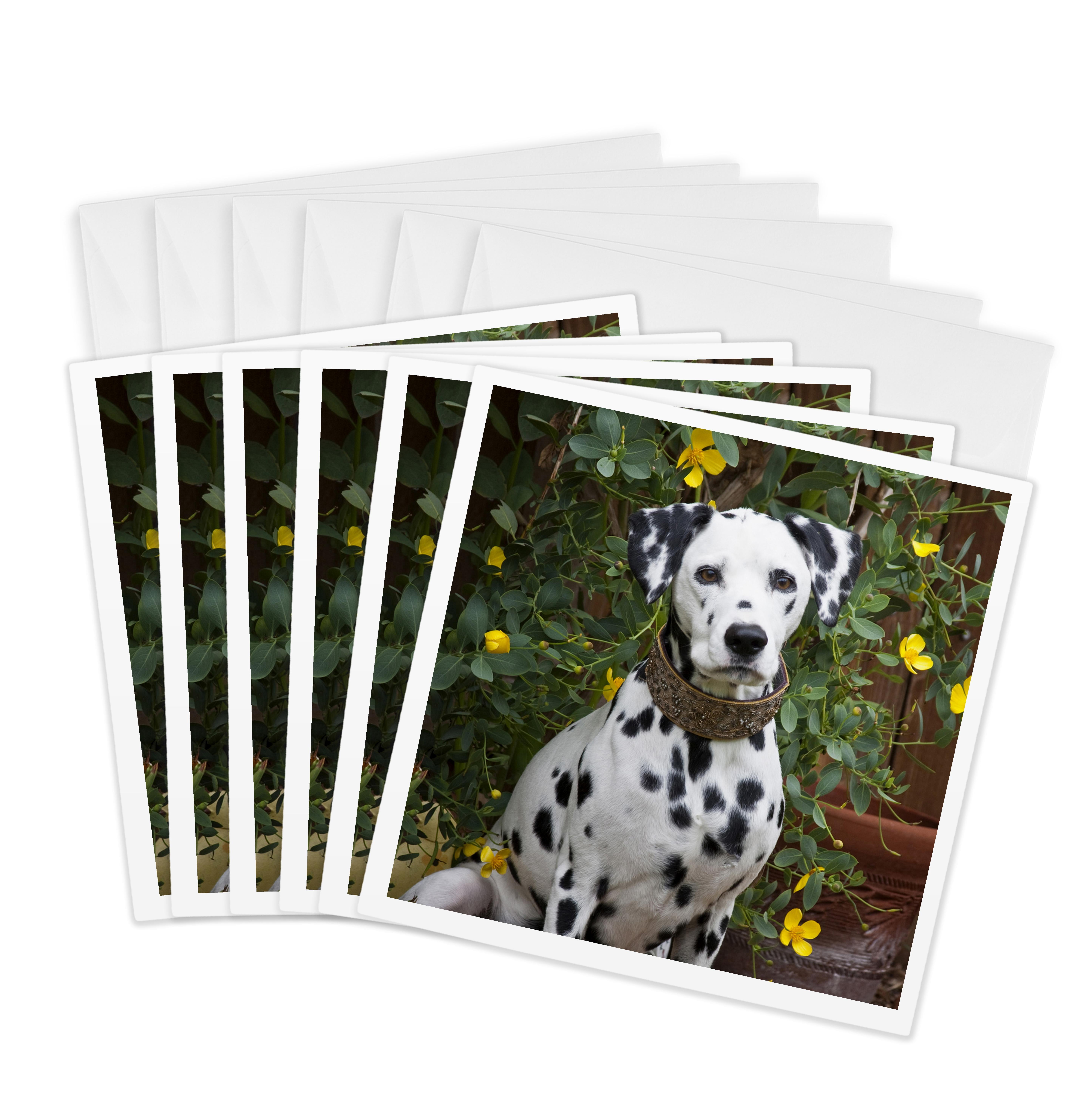 3drose, a Dalmatian Dog Sitting in a Garden - Na02 Zmu0122 - Zandria ...