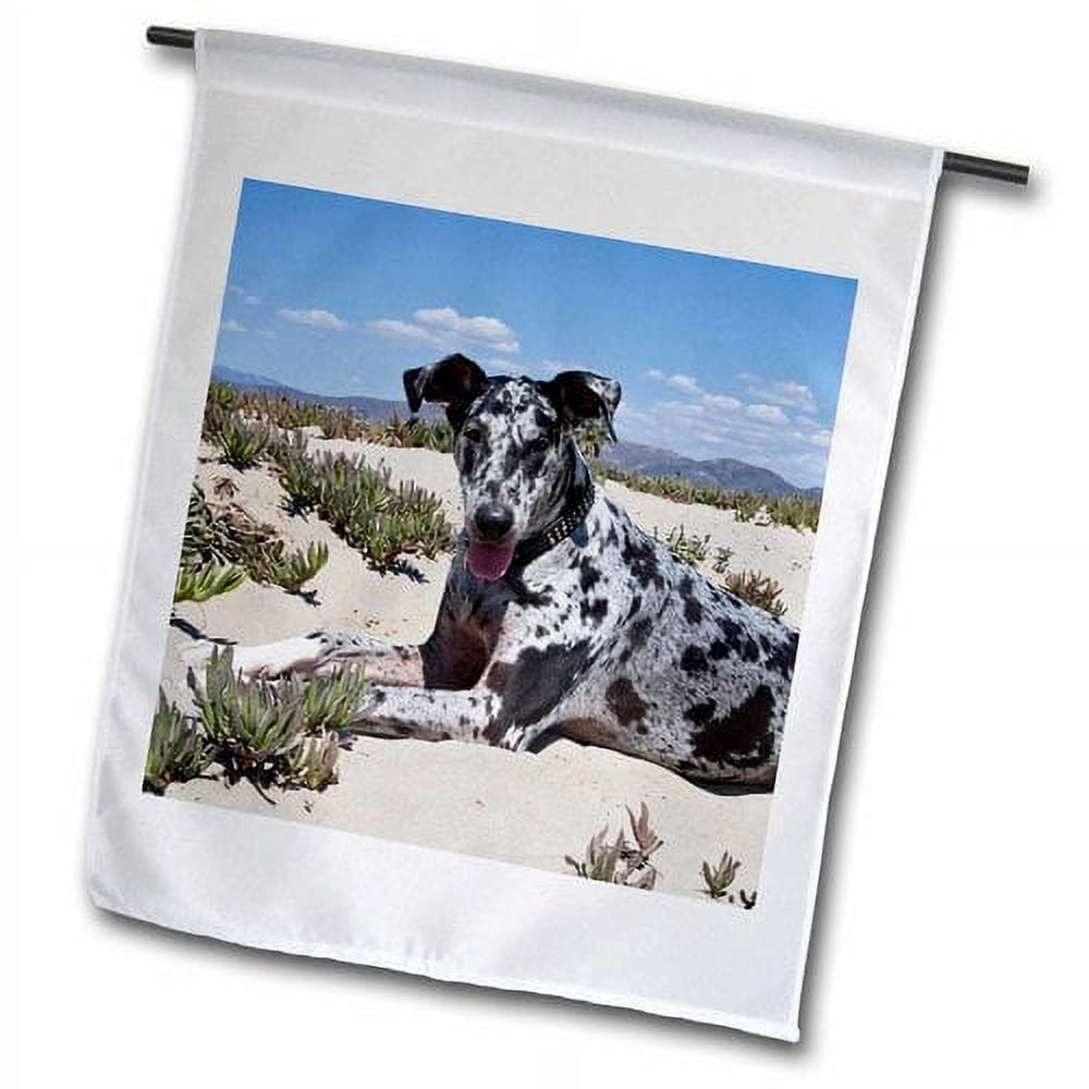3dRose, A Great Dane dog in the sand, California - US05 ZMU0279 ...