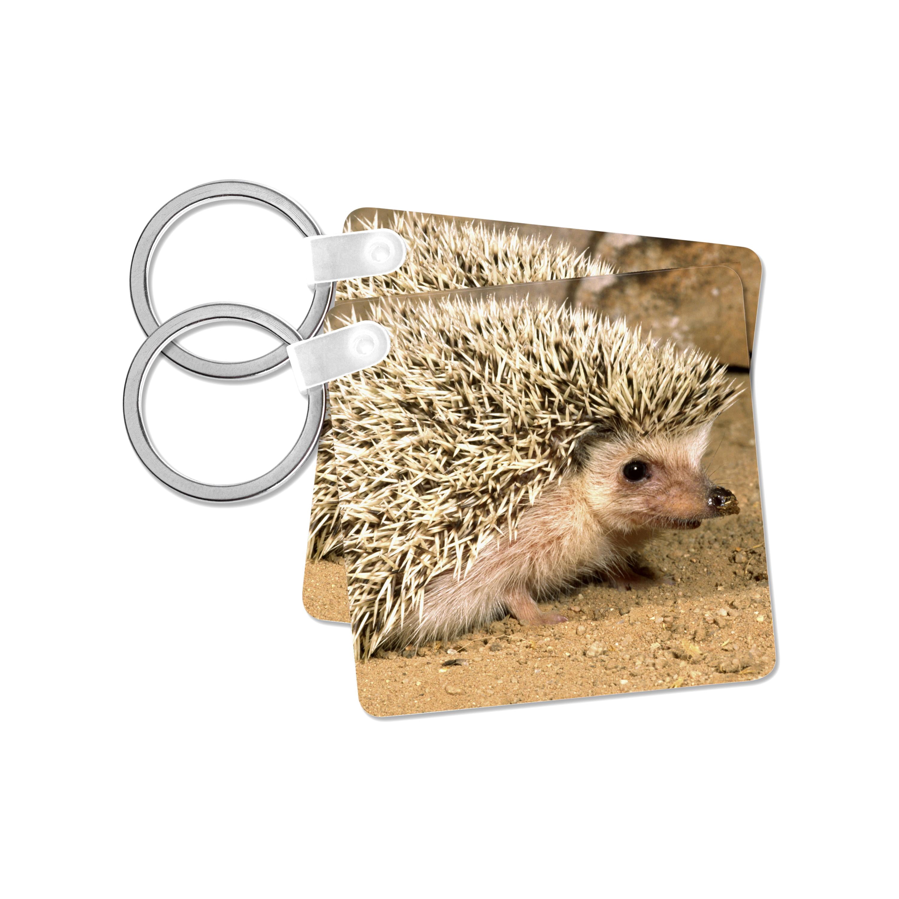 3dRose, African Hedgehog wildlife, Native to Africa - NA02 DNO0400 ...