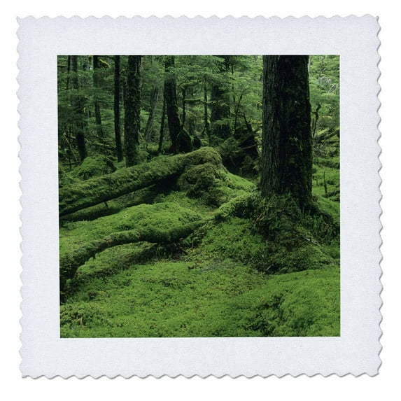 3dRose, Alaska, Tongass National Forest, Rainforest - US02 KSC0030 ...