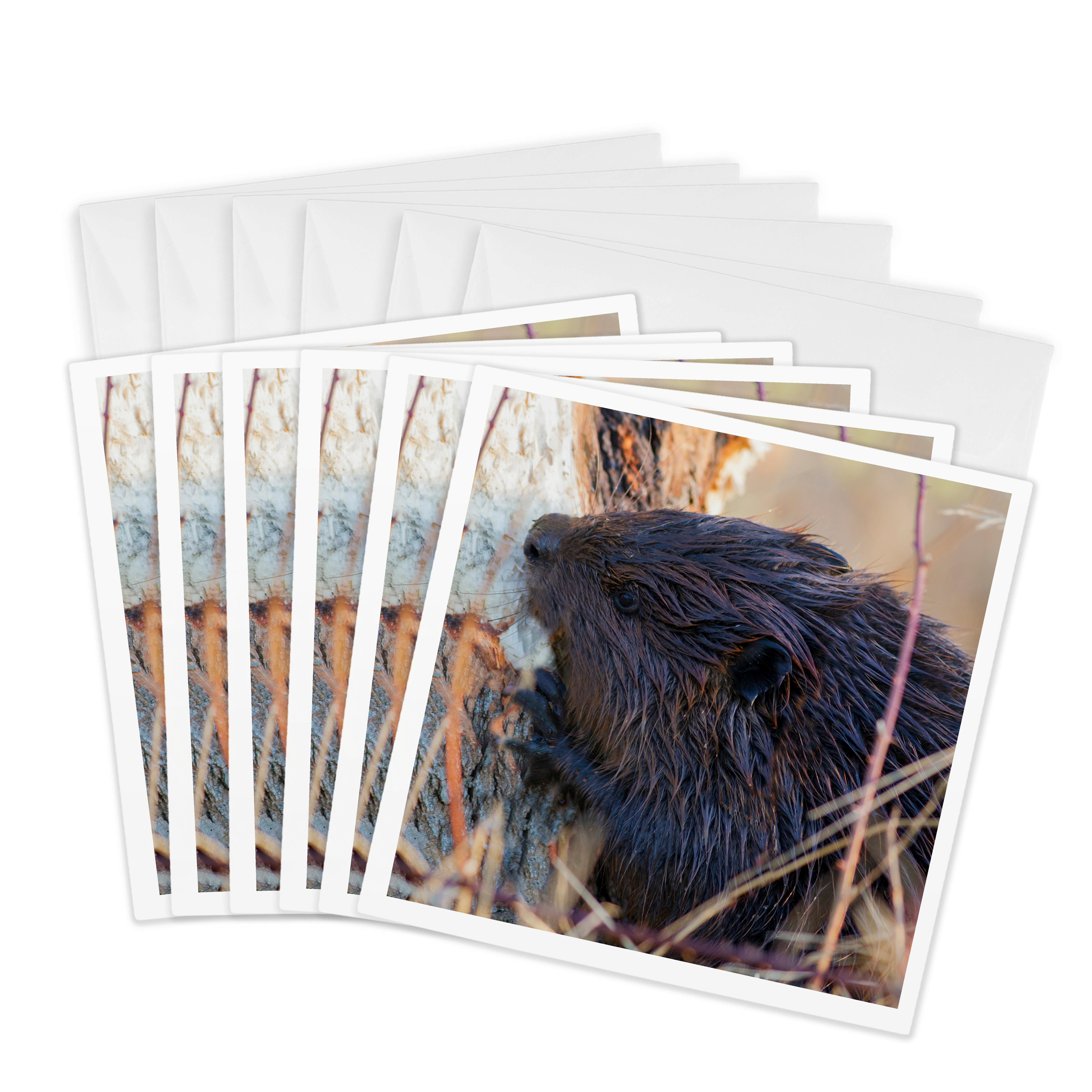 3dRose, American Beaver chewing down tree, 6 Greeting Cards with ...