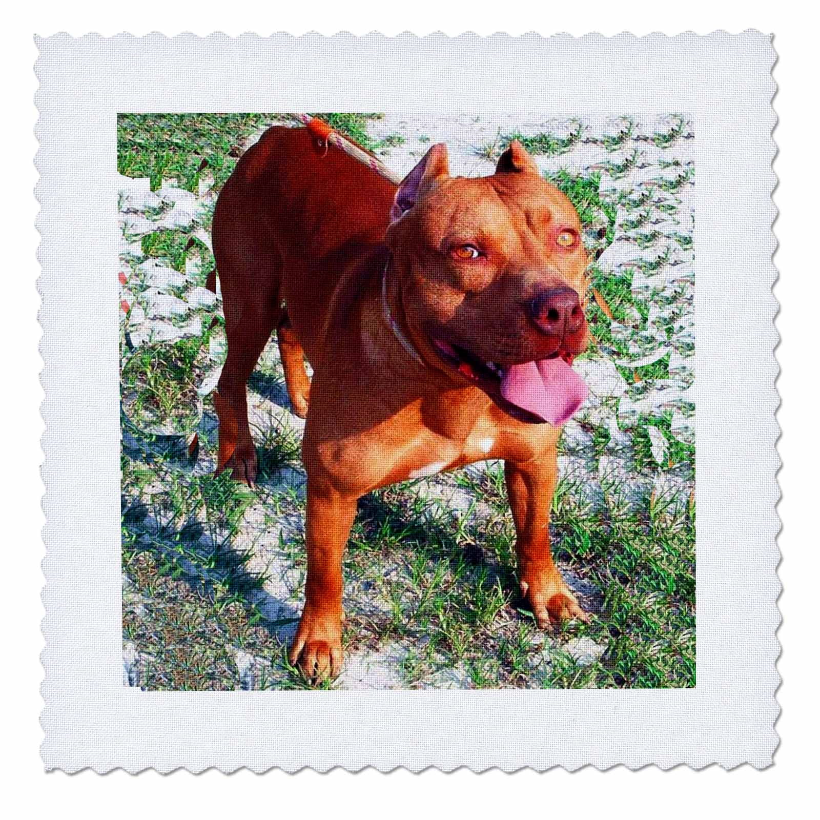 3dRose, American Pitbull, 10x10 inch quilt square - Walmart.com