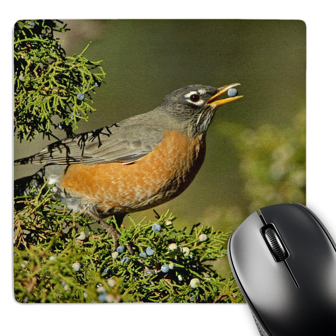 3dRose, American Robin, bird, Yellowstone, Wyoming - US51 RNU0004 ...