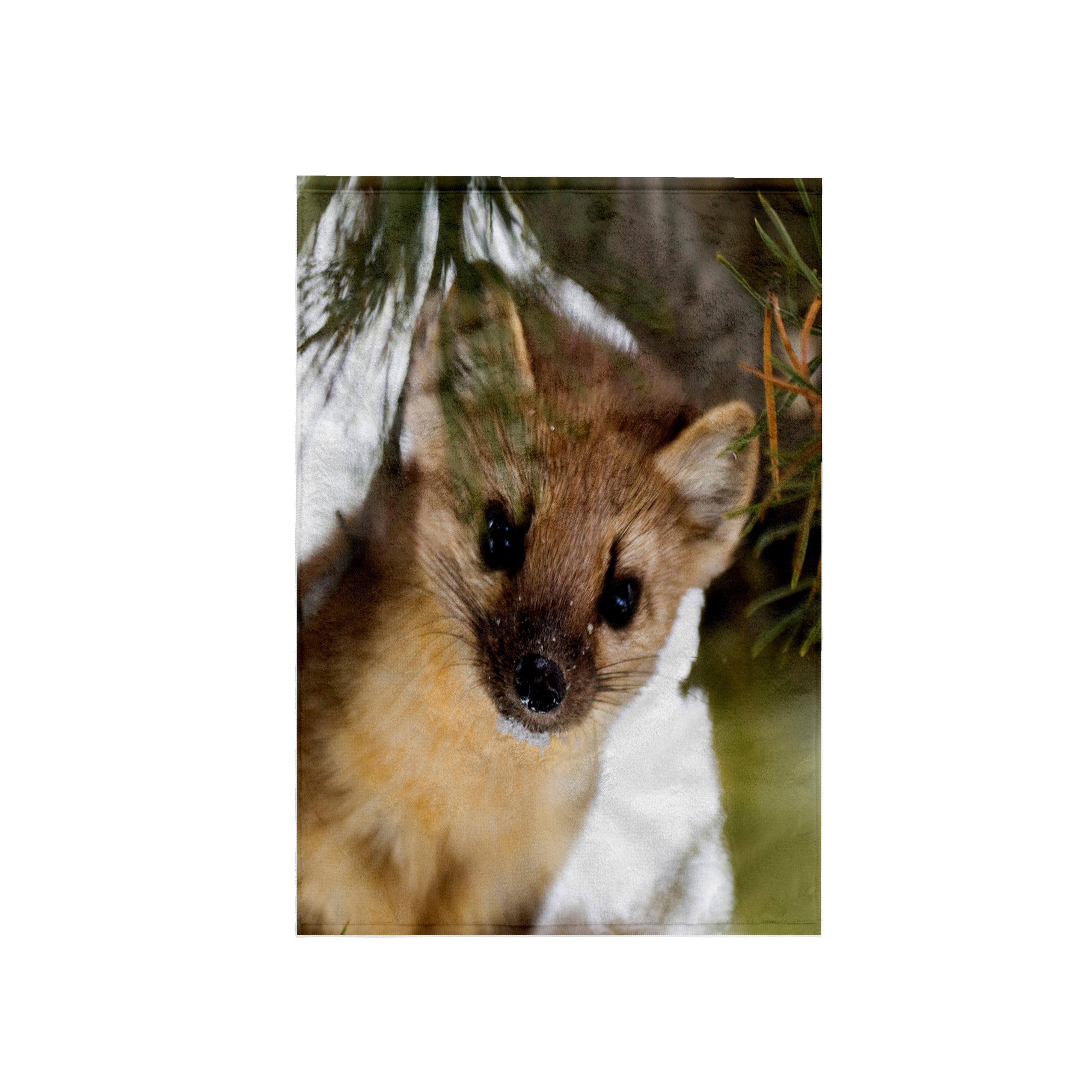 3dRose, American marten in lodgepole pine tree. Harriman SP, Idaho, USA ...