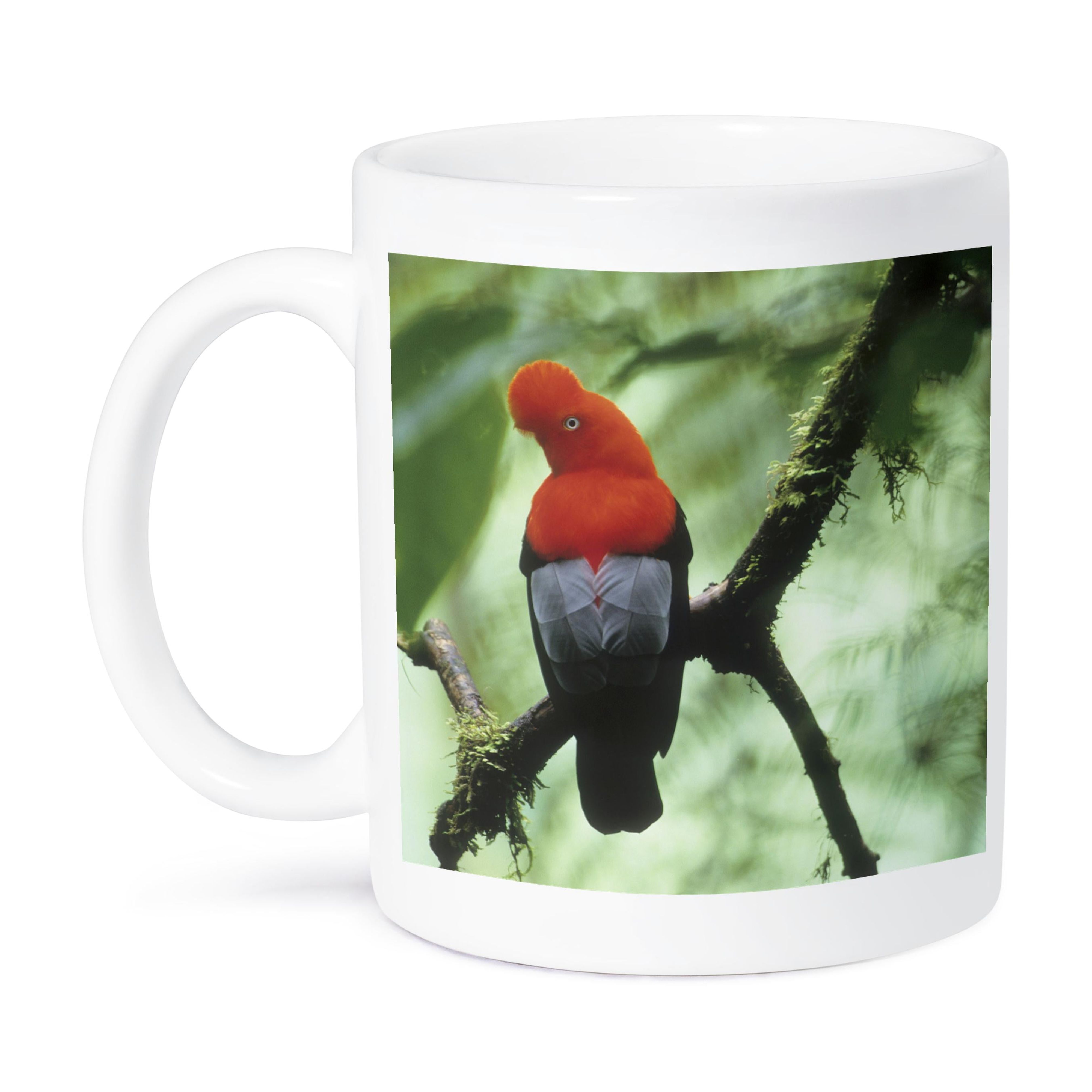 3dRose, Andean Cock-of-the-Rock bird, Andes, PERU - SA17 KSC0057 ...