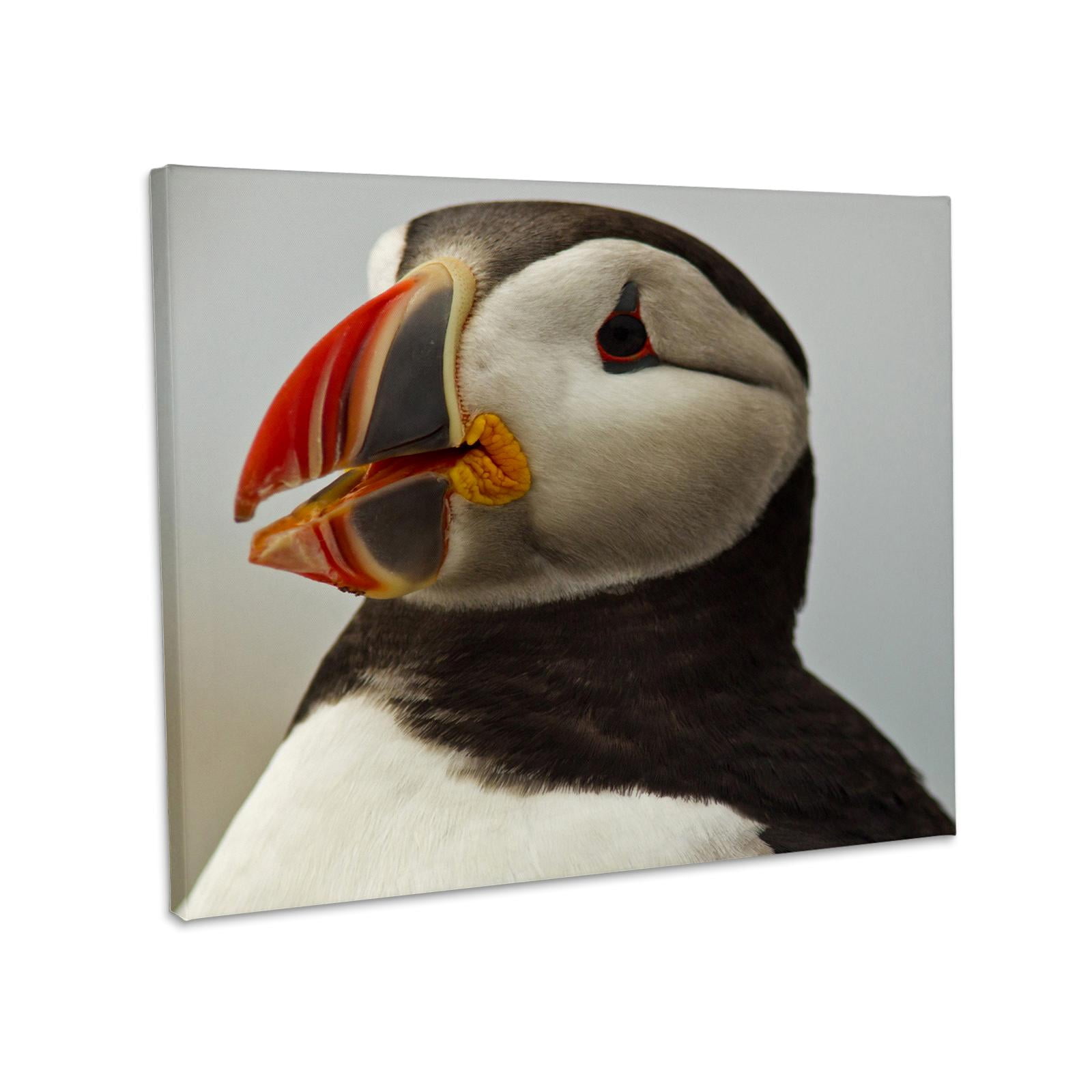 3dRose, Atlantic Puffins, Machias Seal Island, Cutler, Maine - US20 ...