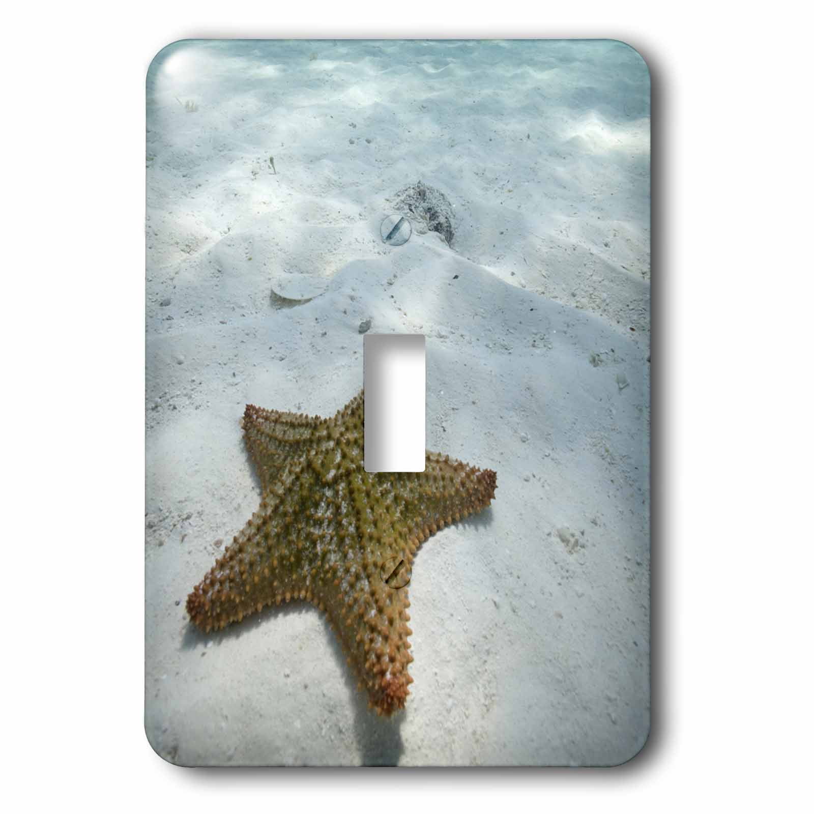 3dRose, Bahamas, Marine Life, Sea star, Golden Rock Beach-CA05 PSO0047 - Paul Souders, single ...