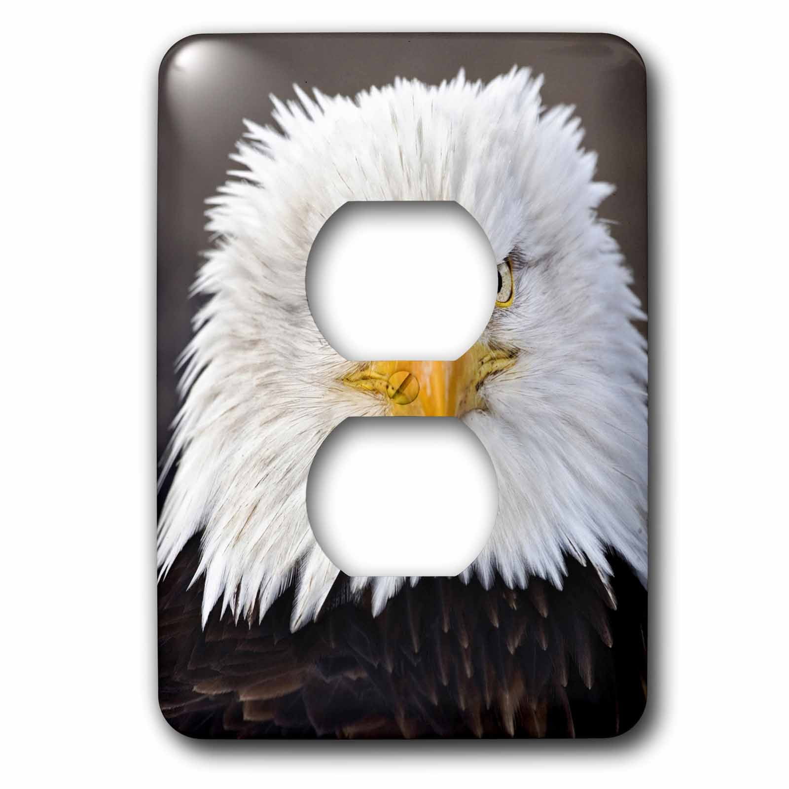 3dRose, Bald Eagles, Homer, Alaska - US02 AJE0019 - Adam Jones, 2 plug ...