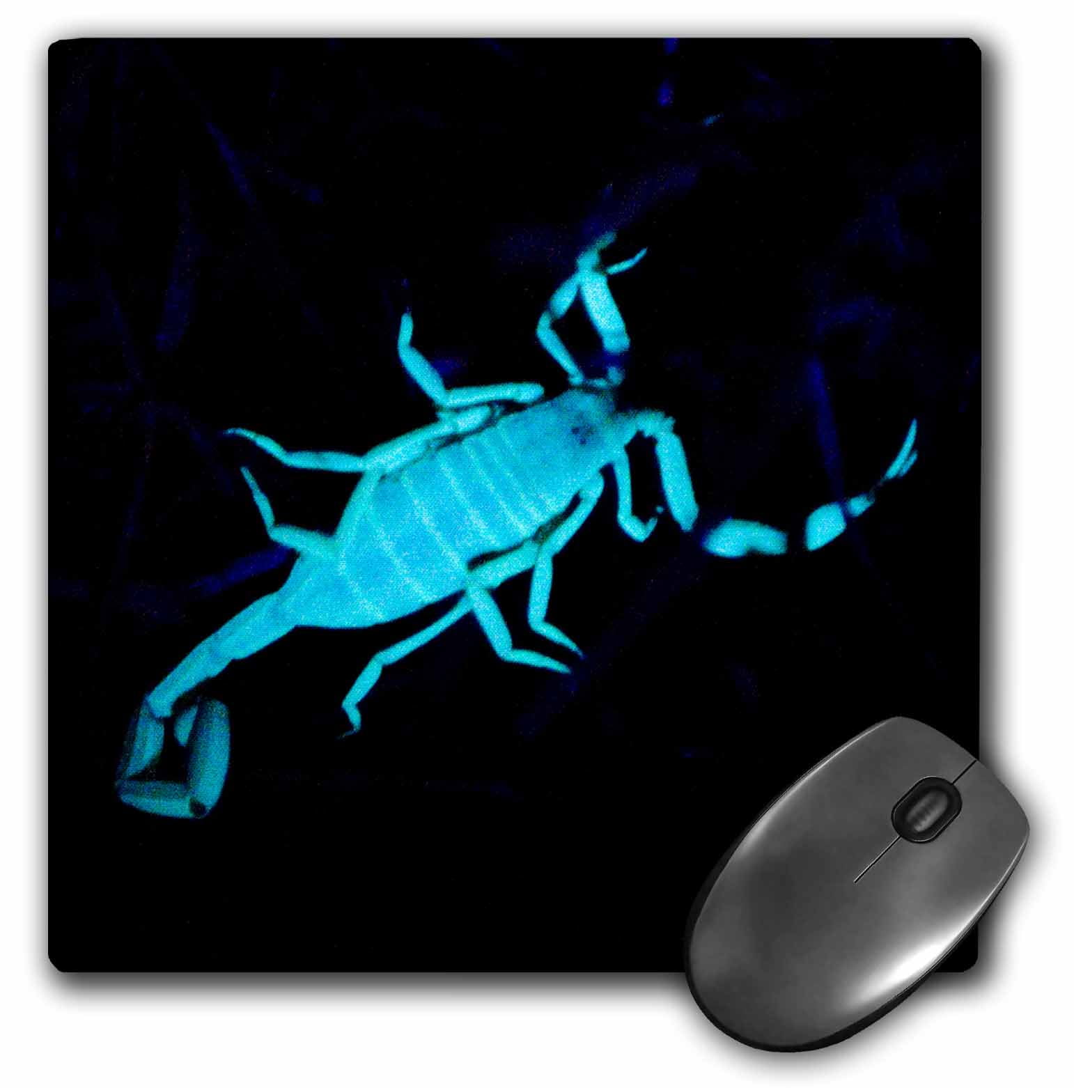 3dRose, Bark scorpion insect, Grand Canyon NP, Arizona - US03 PCL0001 ...
