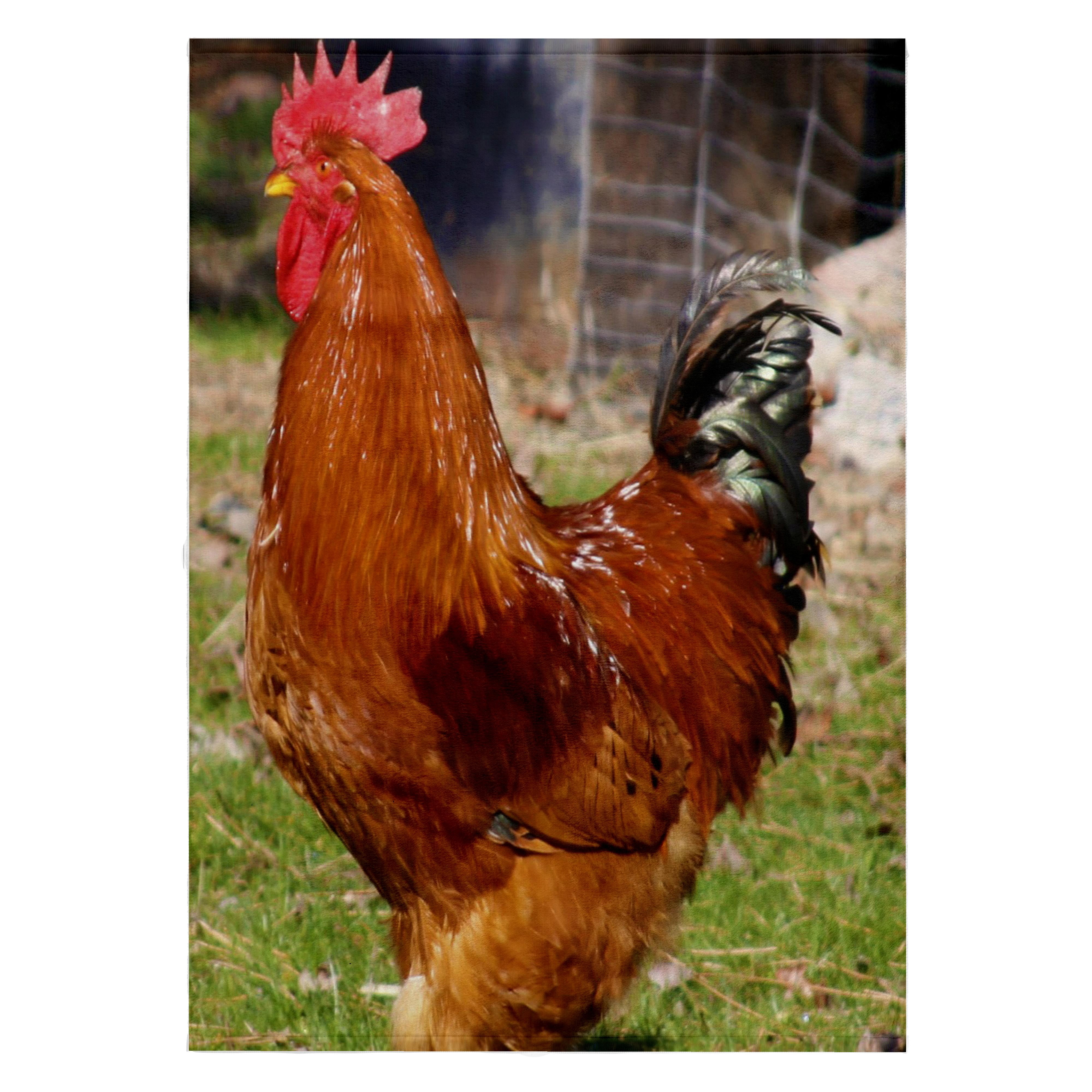 3dRose, Beautiful Red Rooster on the Farm- Animal Photography, 22x30 ...