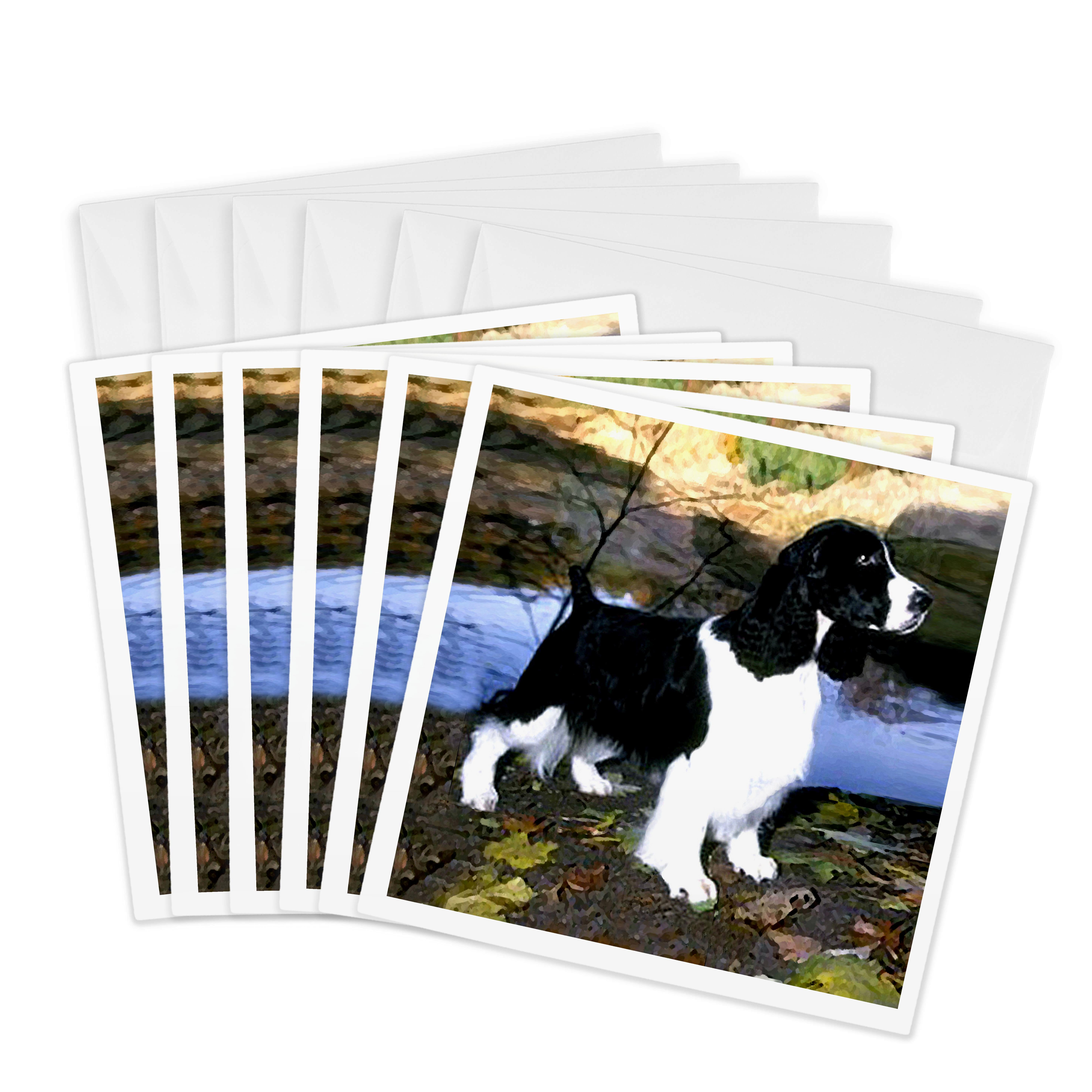 3drose, Black and White Springer Spaniel, 6 Greeting Cards with ...