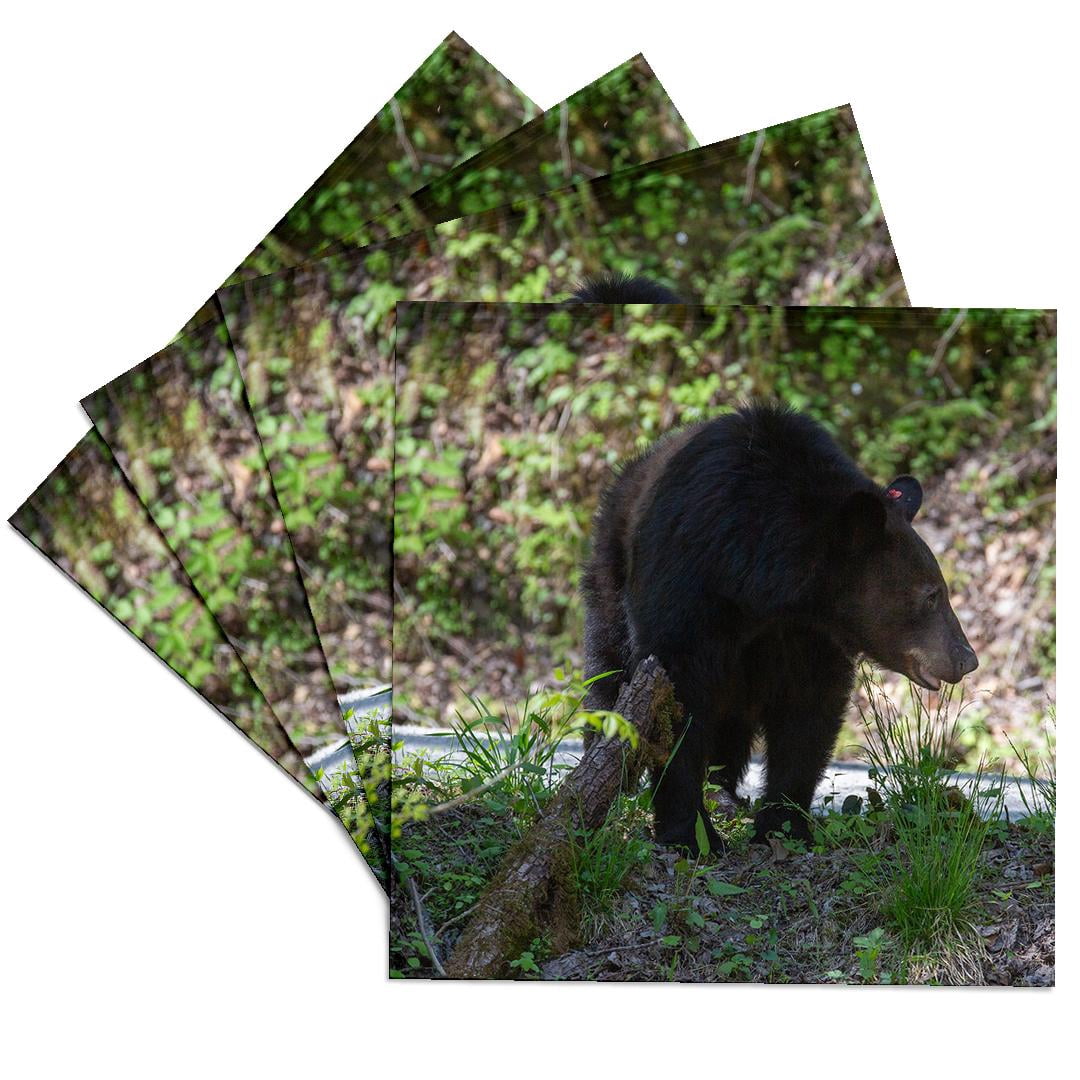 3drose, Black Bear Stands in the Shade Along a Dusty Road, Set of 4 ...