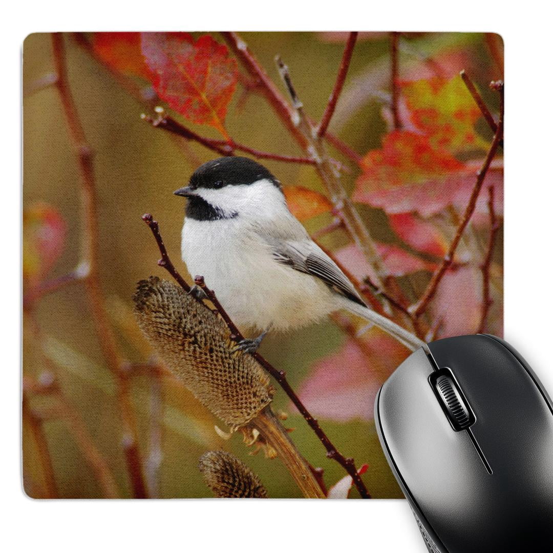 3dRose, Black-capped Chickadee bird, Grand Teton, Wyoming - NA02 ...