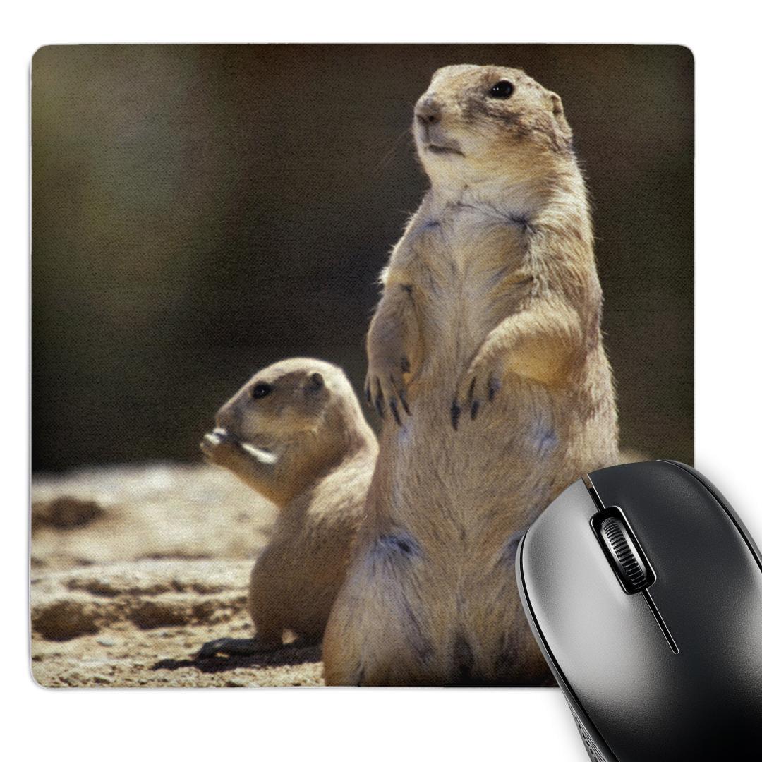 3dRose, Black-tailed Prairie dog wildlife, Arizona - US03 JME0034 ...
