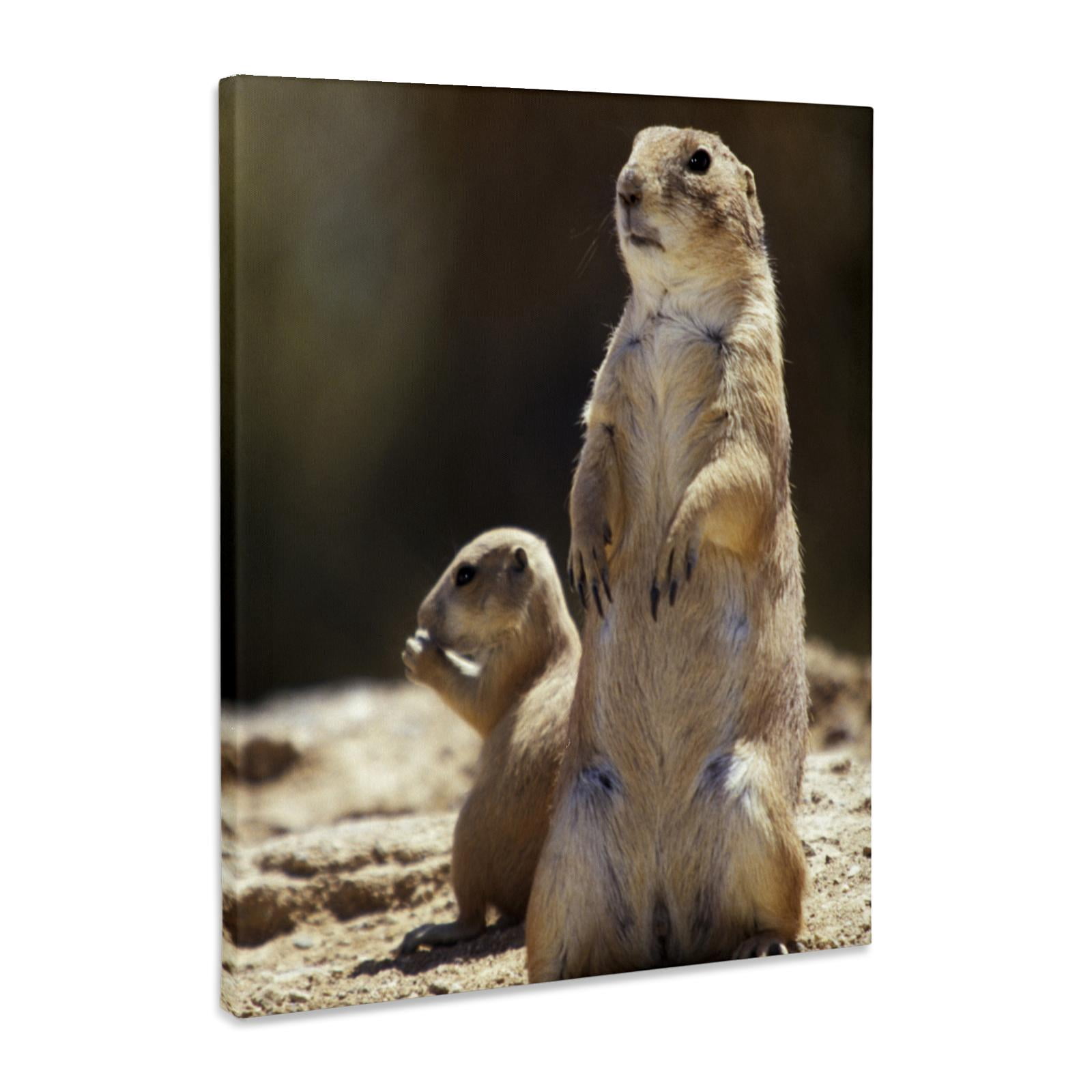 3dRose, Black-tailed Prairie dog wildlife, Arizona - US03 JME0034 ...