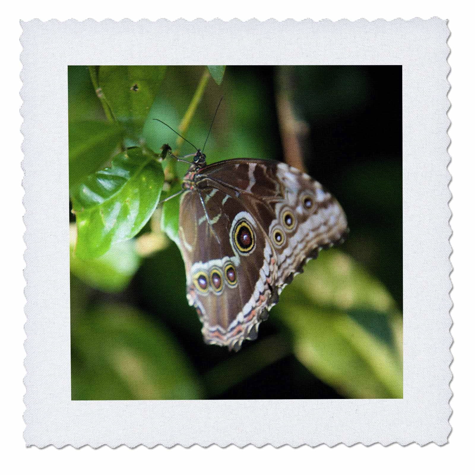 3dRose, Blue Morpho Butterfly pattern - SA22 JGS0124 - Jim Goldstein ...