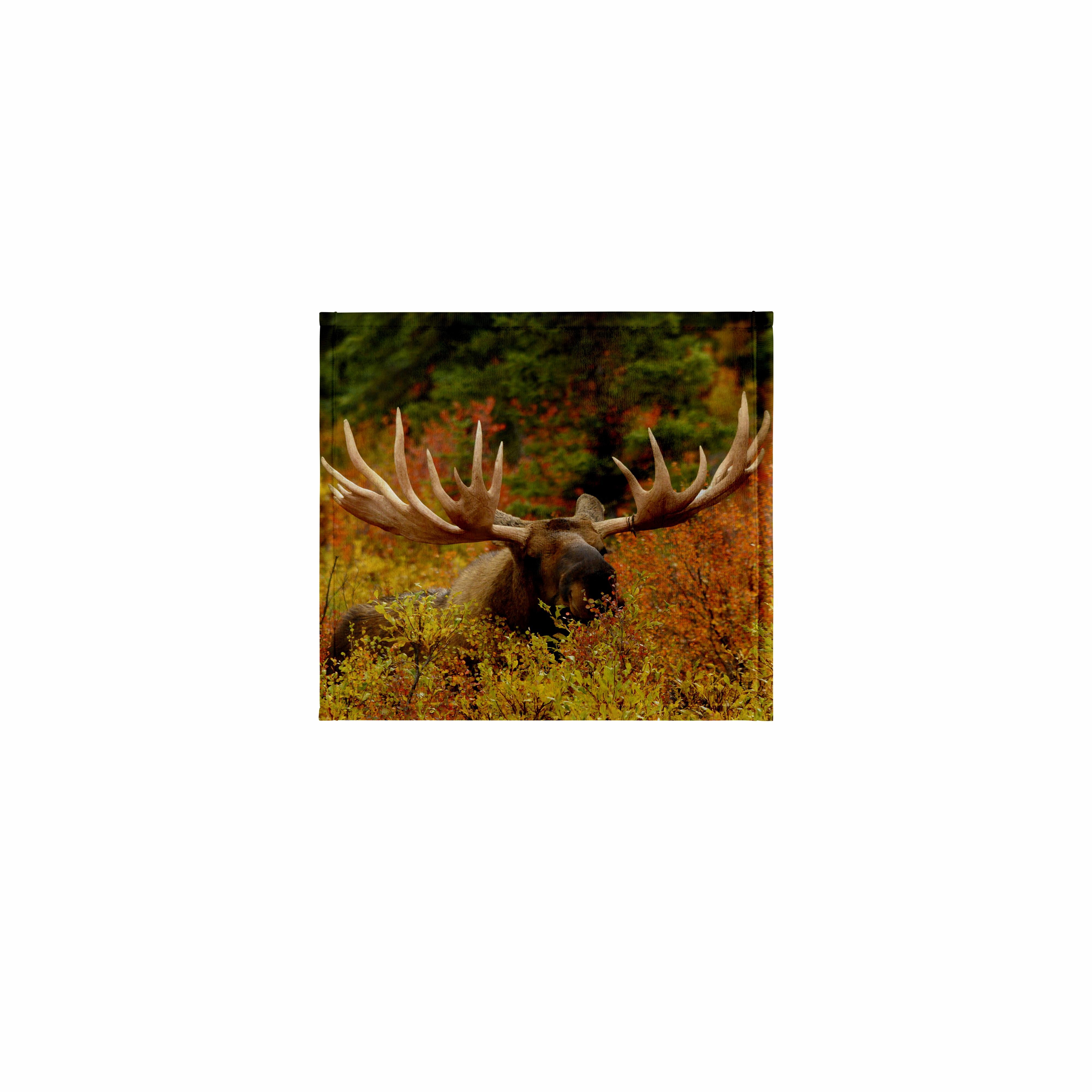 3dRose, Bull Moose wildlife, Denali Park, Alaska, USA - US02 MHE0015 ...
