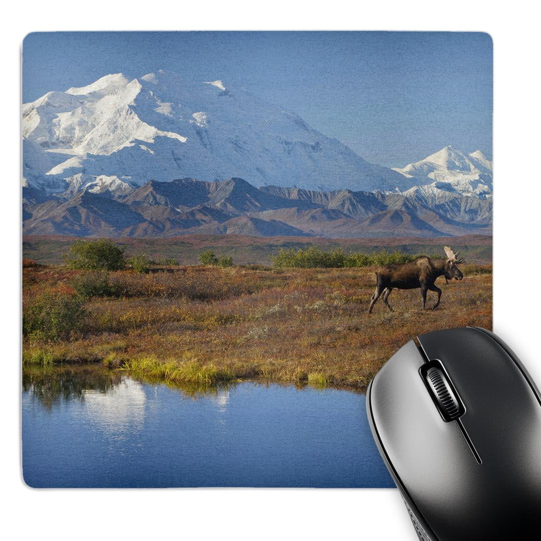 3dRose, Bull moose wildlife, Denali National Park, Alaska, USA - US02 ...