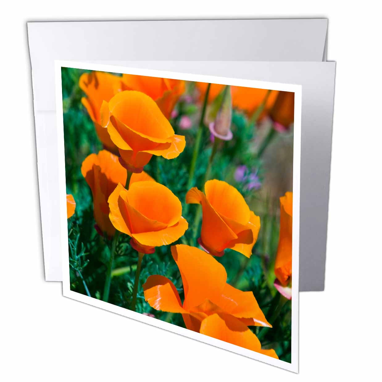 3dRose, California Poppies, Antelope Valley, California, 1 Greeting ...
