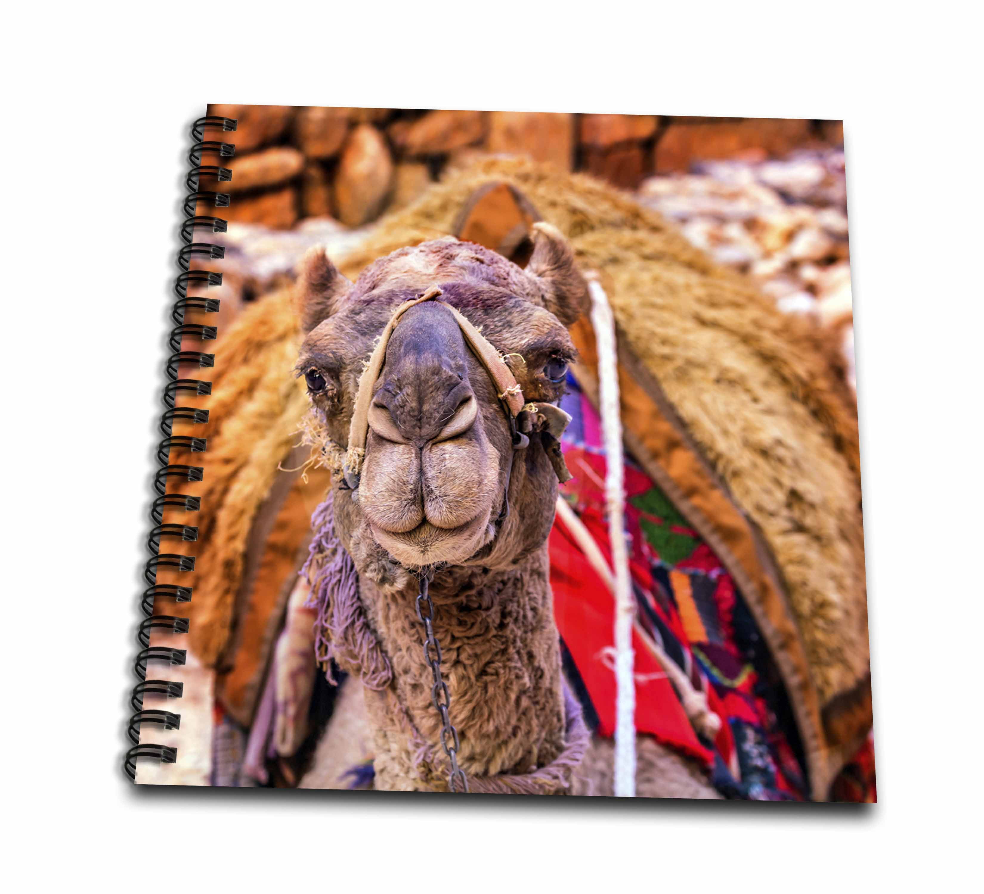 3dRose, Camel resting at Petra after giving rides to tourists, Jordan ...