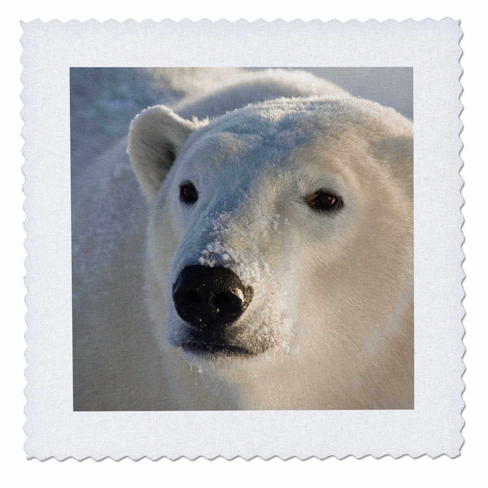 3dRose, Canada, Manitoba, Hudson Bay, Churchill. Polar bear-CN03 ...