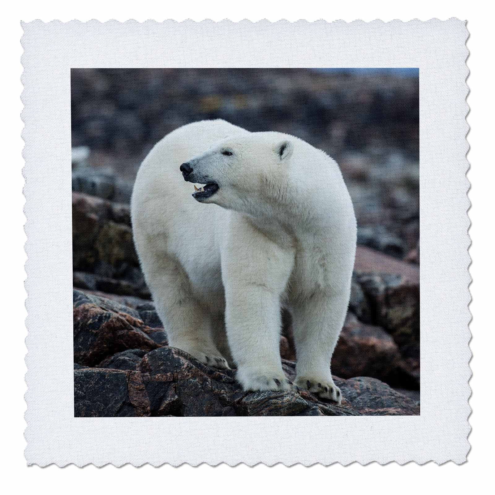 3dRose, Canada, Nunavut, Polar Bear standing by iceberg, 10x10 inch ...