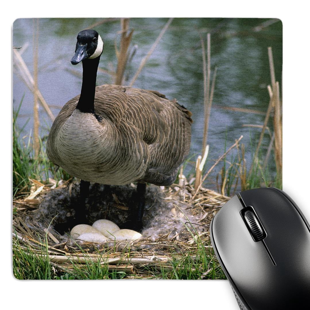 3dRose, Canada goose, bird eggs in nest, Boise, Idaho - US13 DFR0372 ...