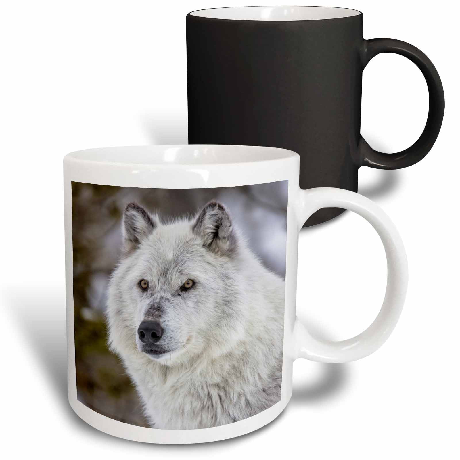 3drose, Captive Gray Wolf Portrait,west Yellowstone, Montana, 11oz ...
