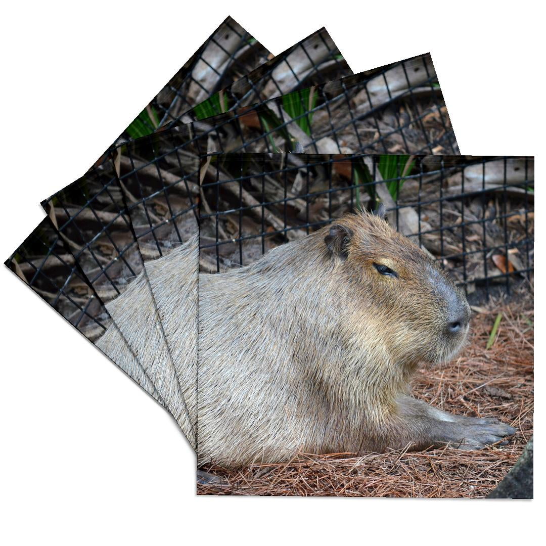3dRose, Capybara Animal Side View , Set of 4 Ceramic Tile Coasters ...