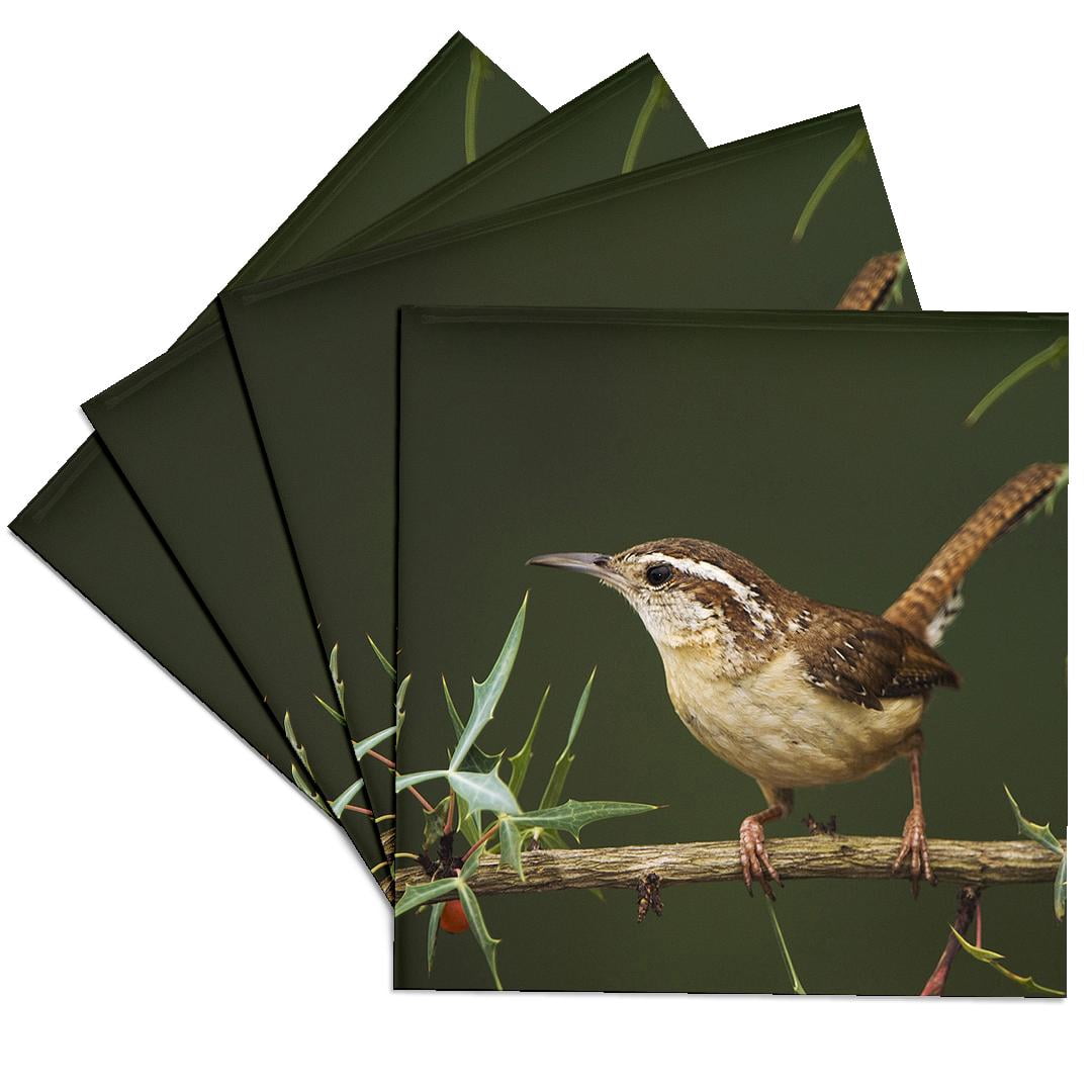 3dRose, Carolina Wren bird on Agarita, Hill Country Texas - NA02 ...