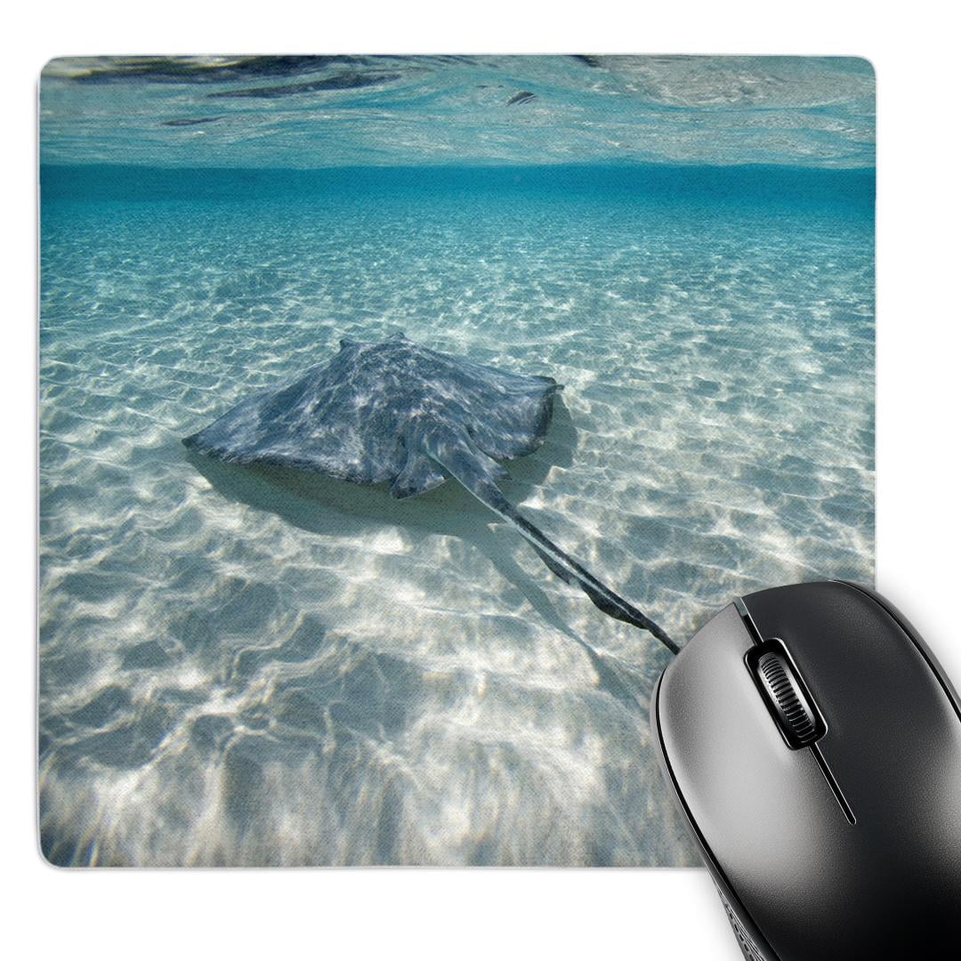 3dRose, Cayman Islands, Southern Stingray in Caribbean Sea-CA42 PSO0046 ...