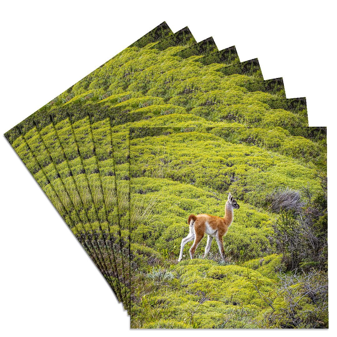 3dRose, Chile, Torres del Paine National Park. Young guanaco in field ...