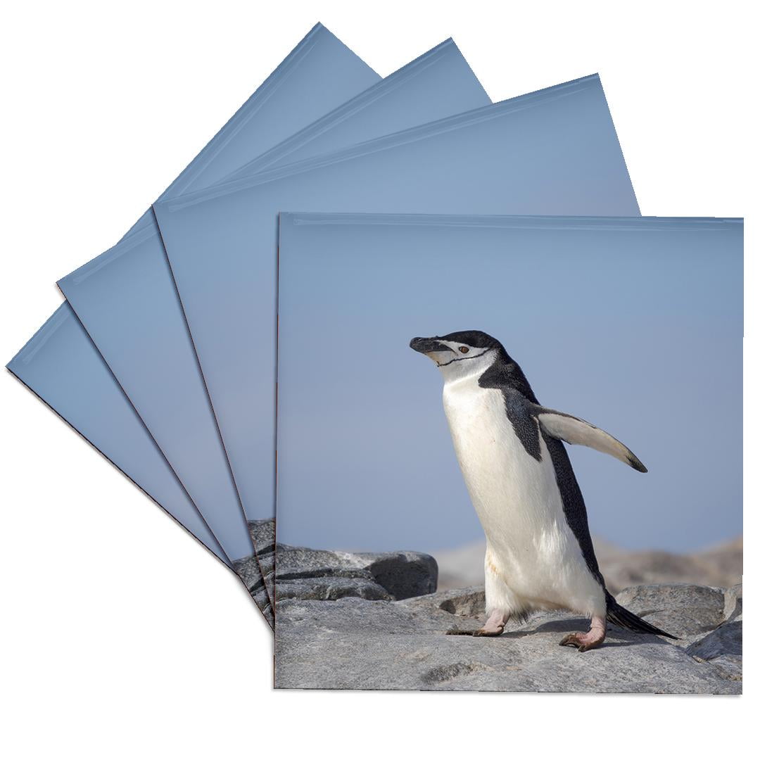 3dRose, Chinstrap penguin. Antarctica, Palmer Archipelago, Hydrurga ...