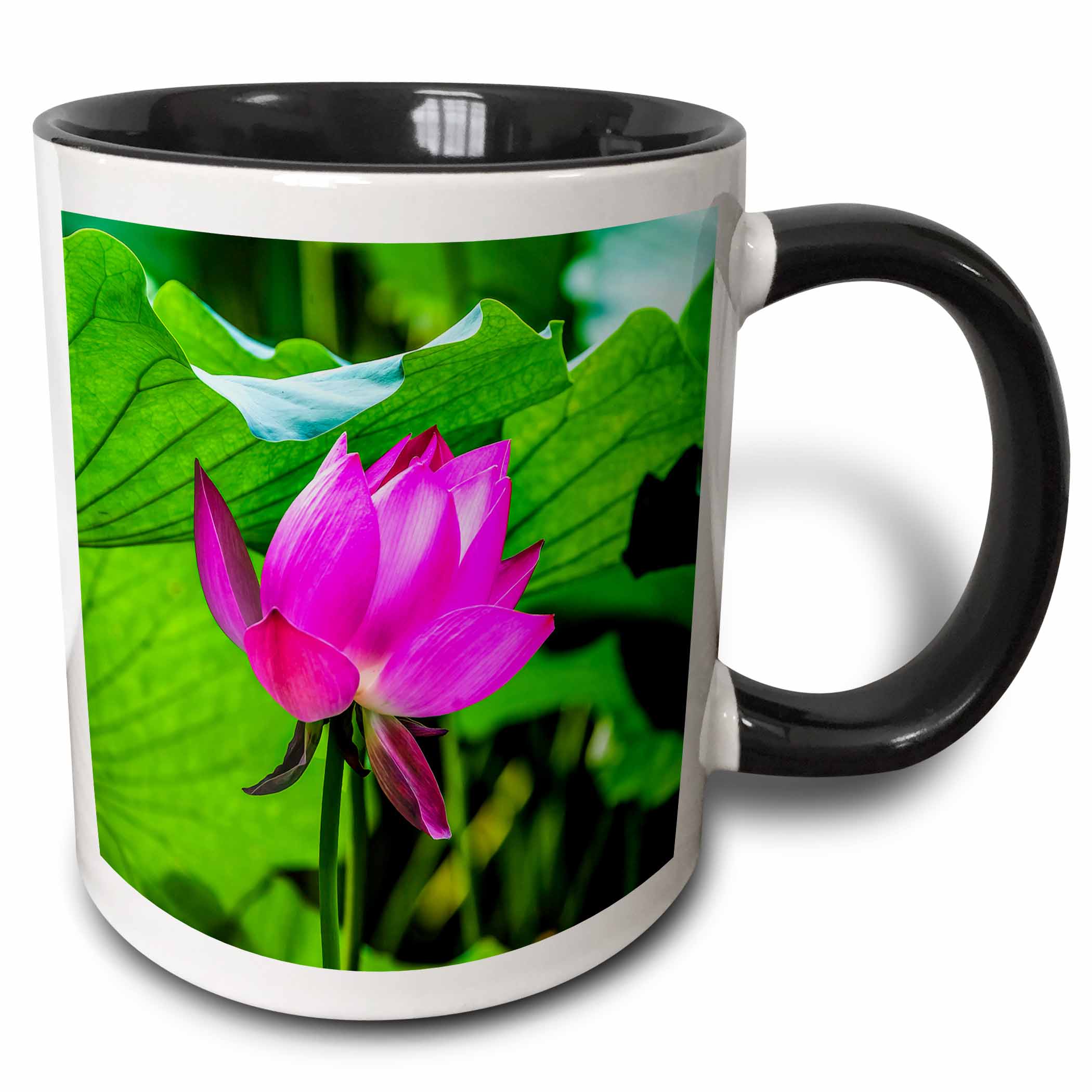 3drose, Close-up Lotus Pond, Summer Palace, Beijing, China., 15oz Two ...