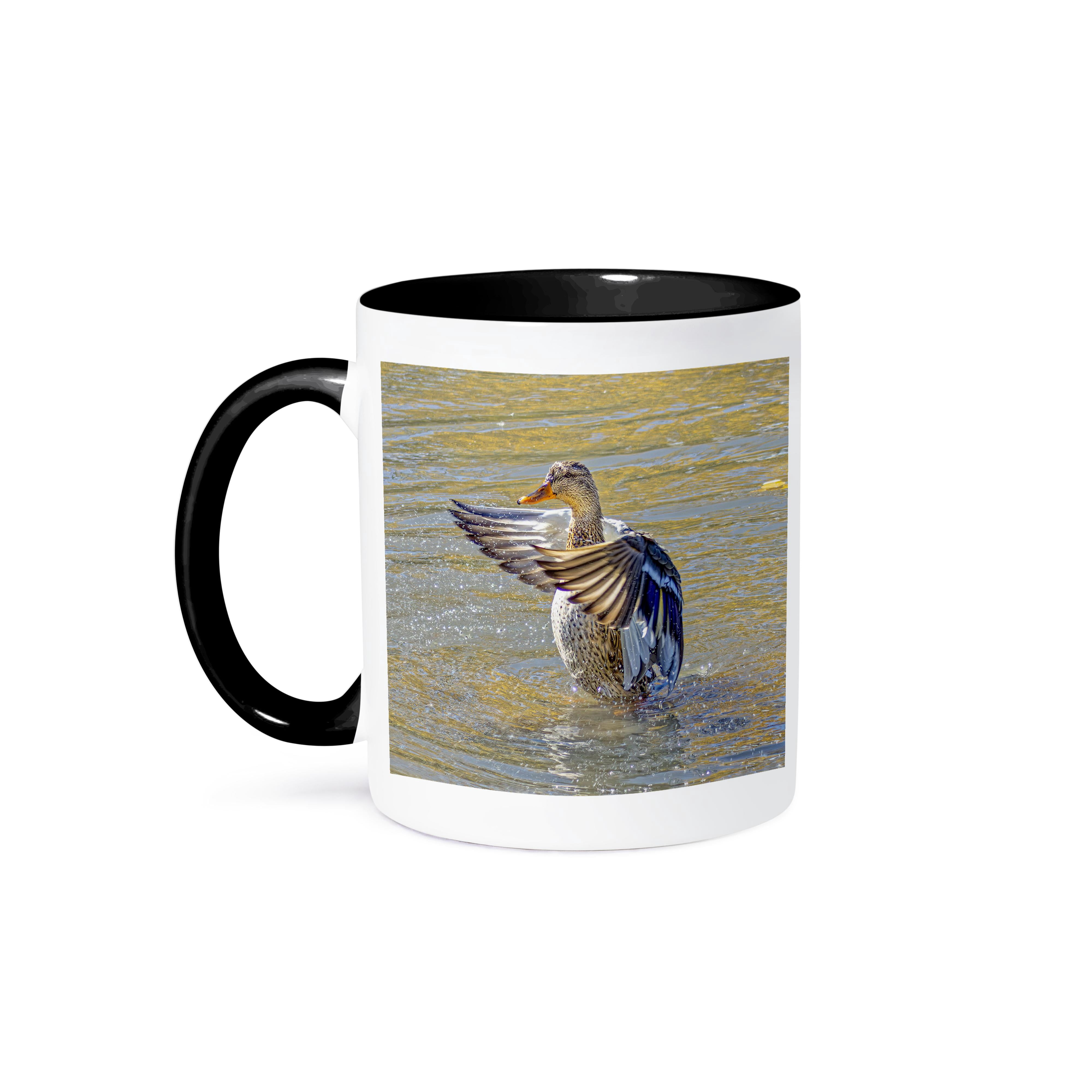 3drose, Colorado, Fort Collins. Female Mallard Duck Flapping Wings in ...
