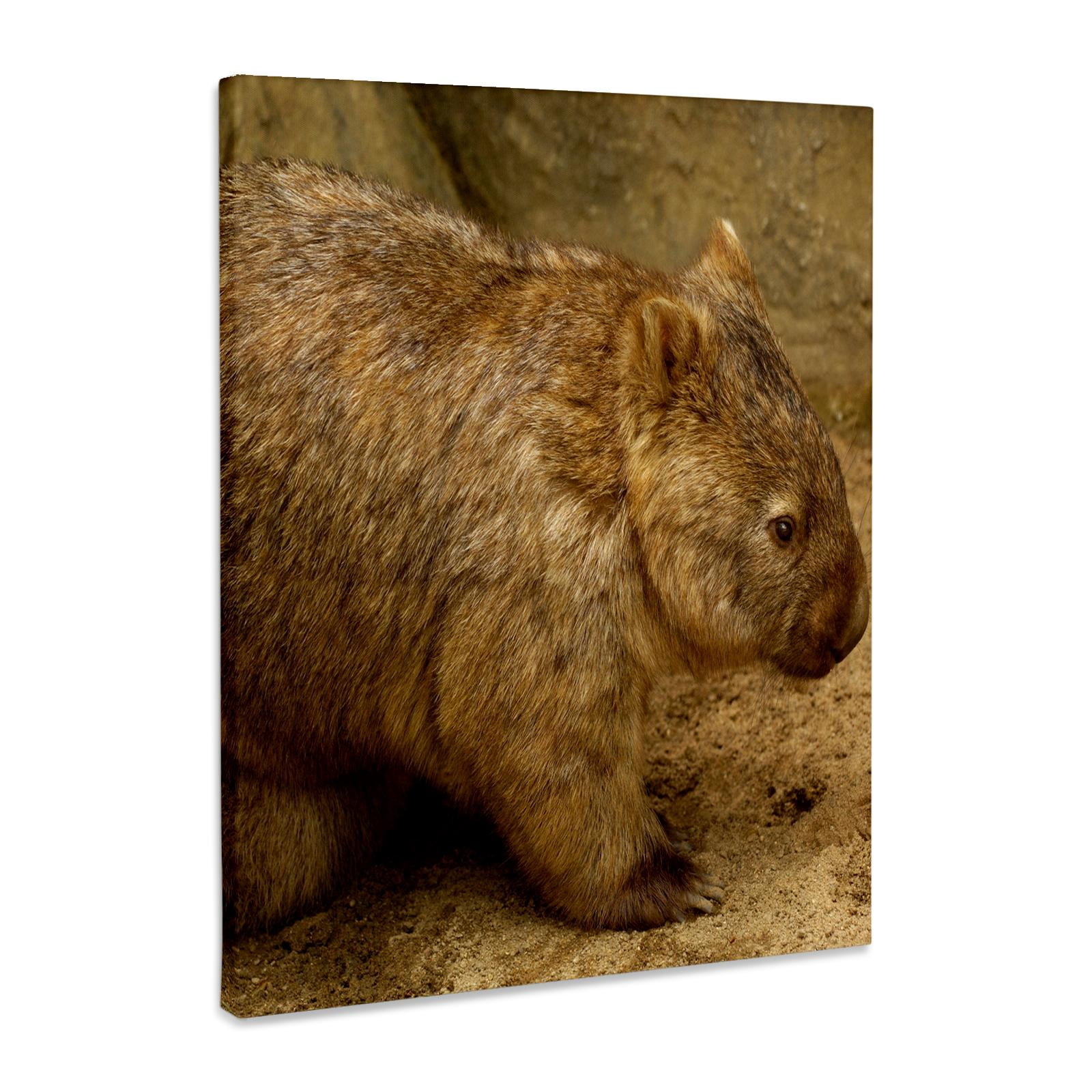 3dRose, Common Wombat, baby in pouch, captive, Australia-AU01 POX0183 ...