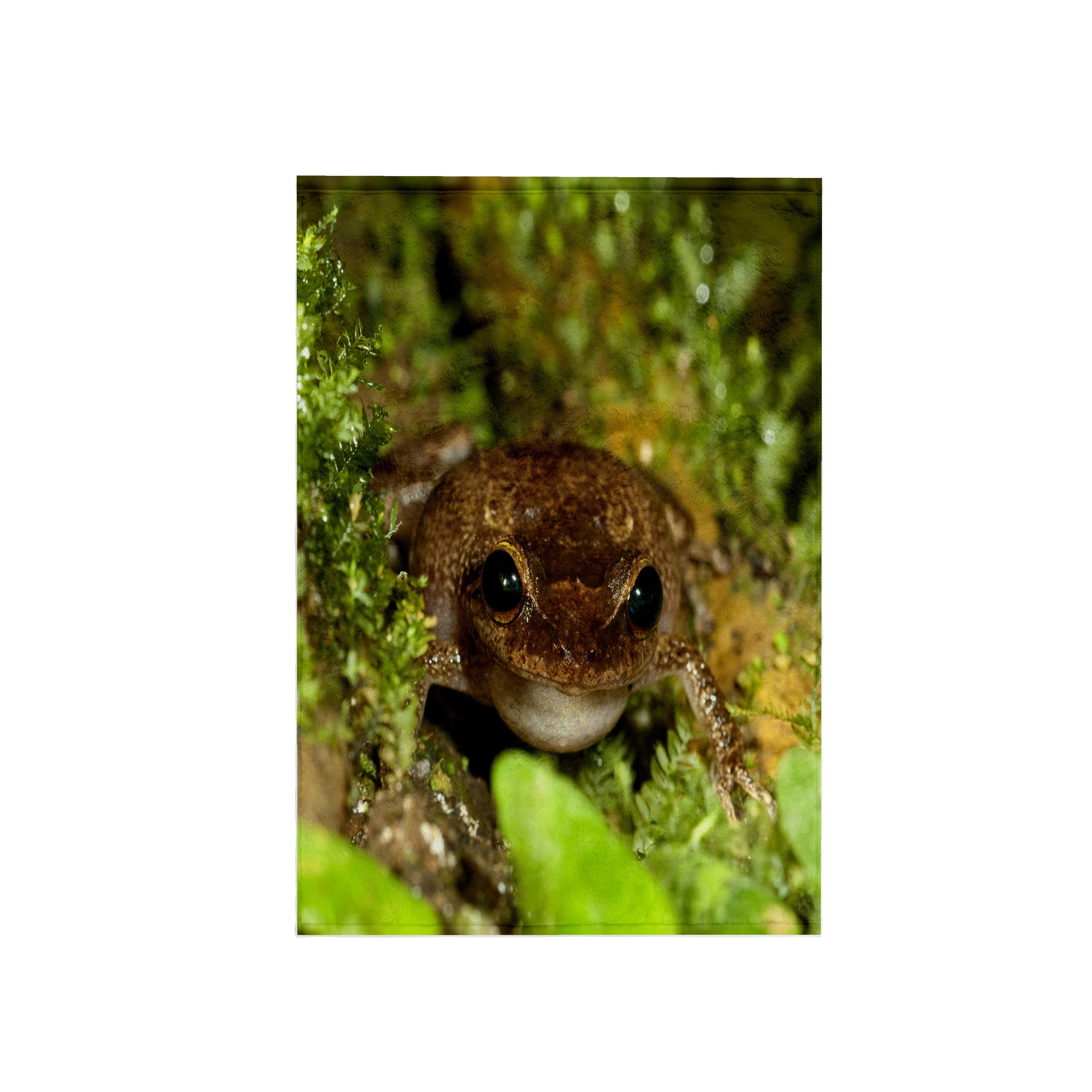 3dRose, Common coqui frog, El Yunque NF, Puerto Rico-CA27 MPR0000 ...