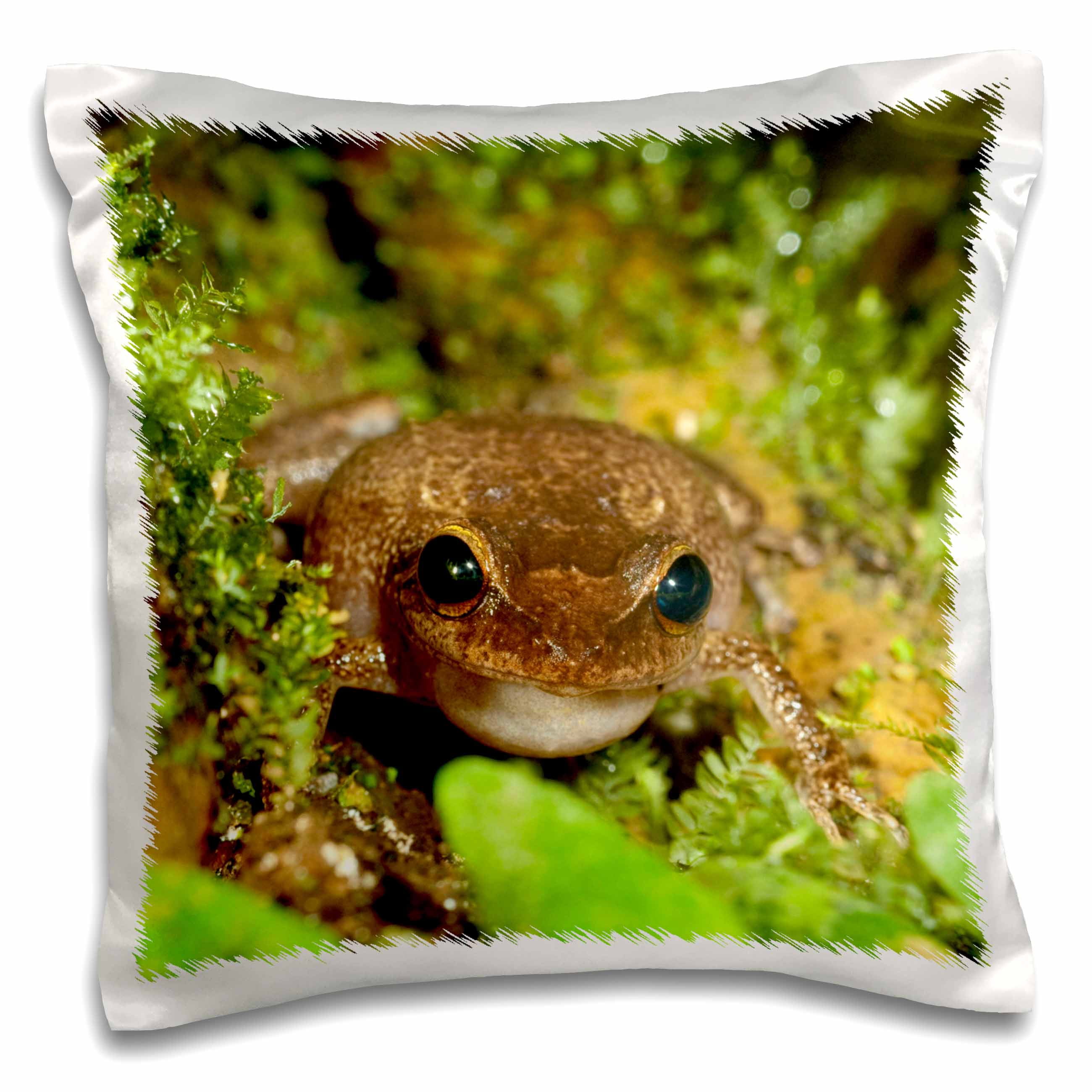 3dRose Common coqui frog, El Yunque NF, Puerto Rico-CA27 MPR0000 ...