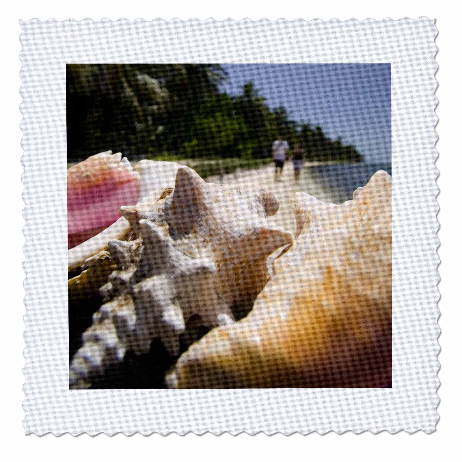 3dRose Conch Shells, Half Moon Caye, Belize - SA02 SWS0019 - Stuart ...