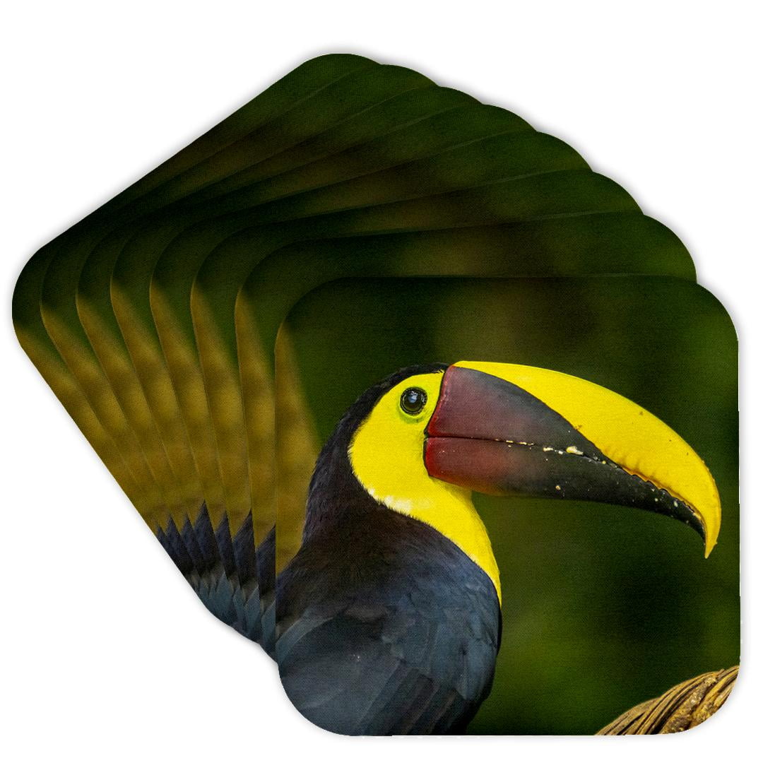 3dRose, Costa Rica, Parque Nacional Carara. Chestnut-mandibled toucan ...