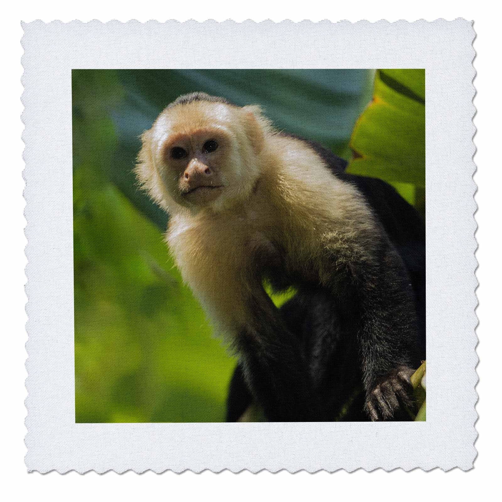 3dRose, Costa Rica, monkey, spider monkey, tree, 10x10 inch quilt ...