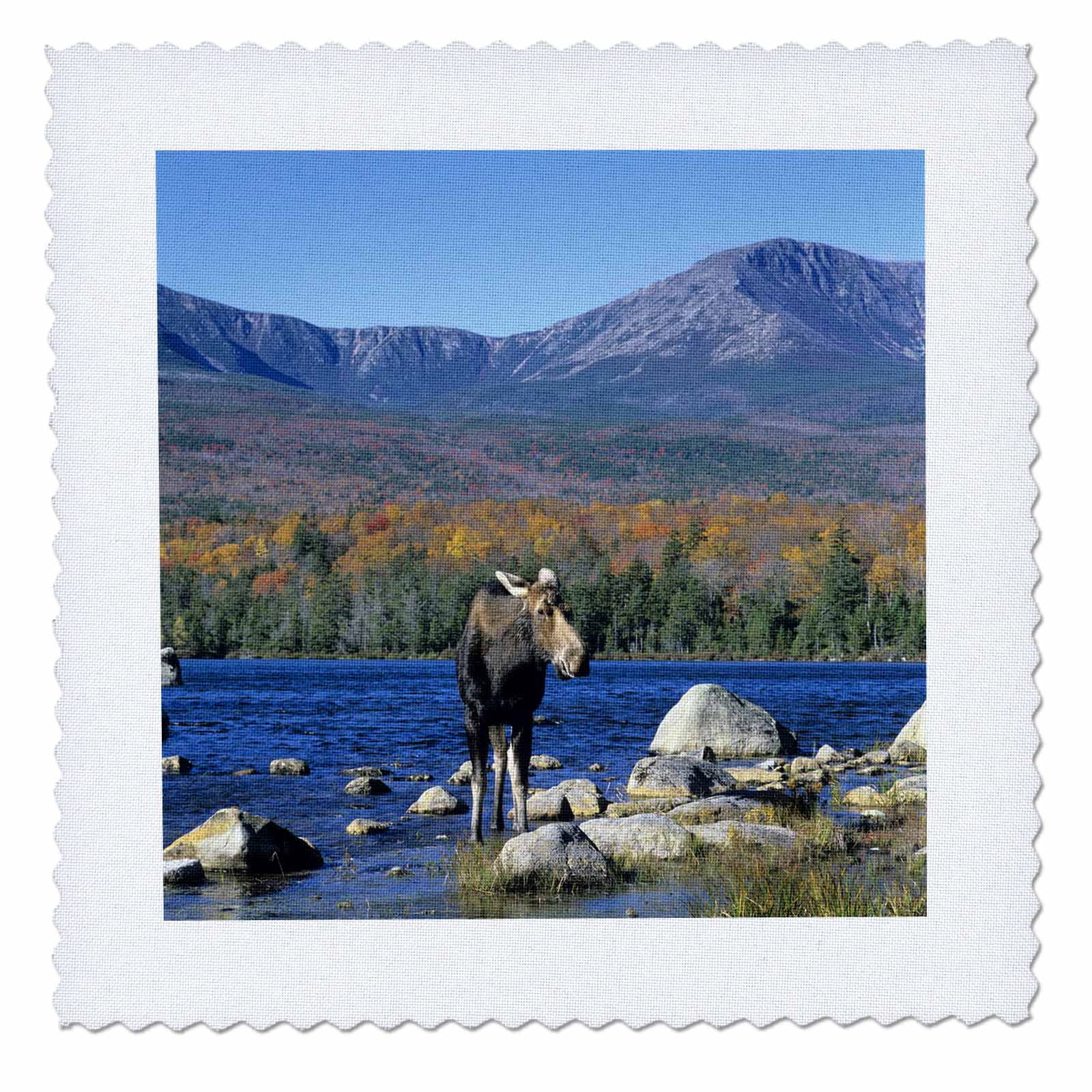 3dRose, Cow moose wildlife, Mt. Katahdin, Baxter SP, Maine - US20 ...