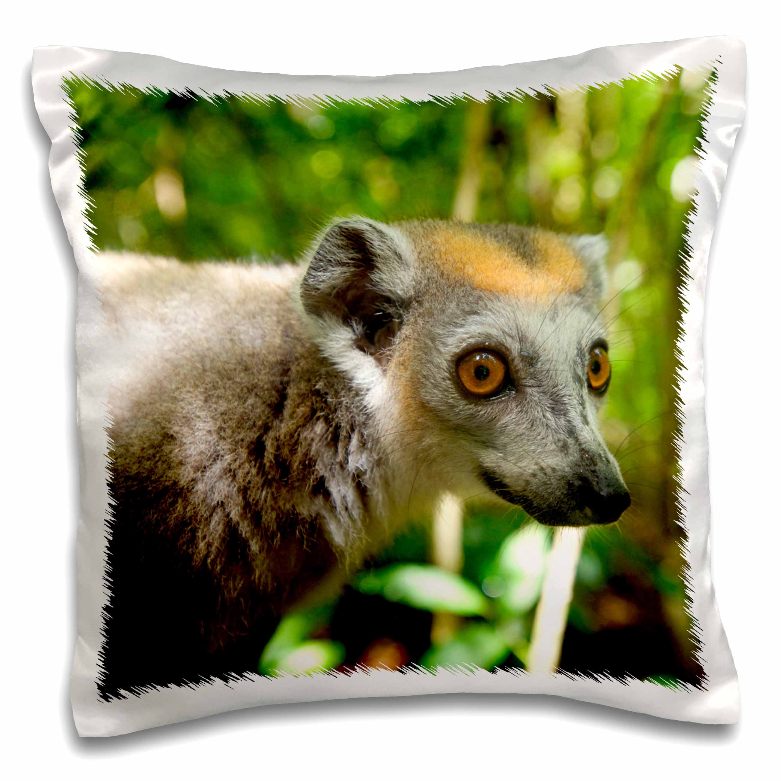 3dRose Crowned Lemur, Ankarana Park, Madagascar - AF24 AMR0013 - Andres ...