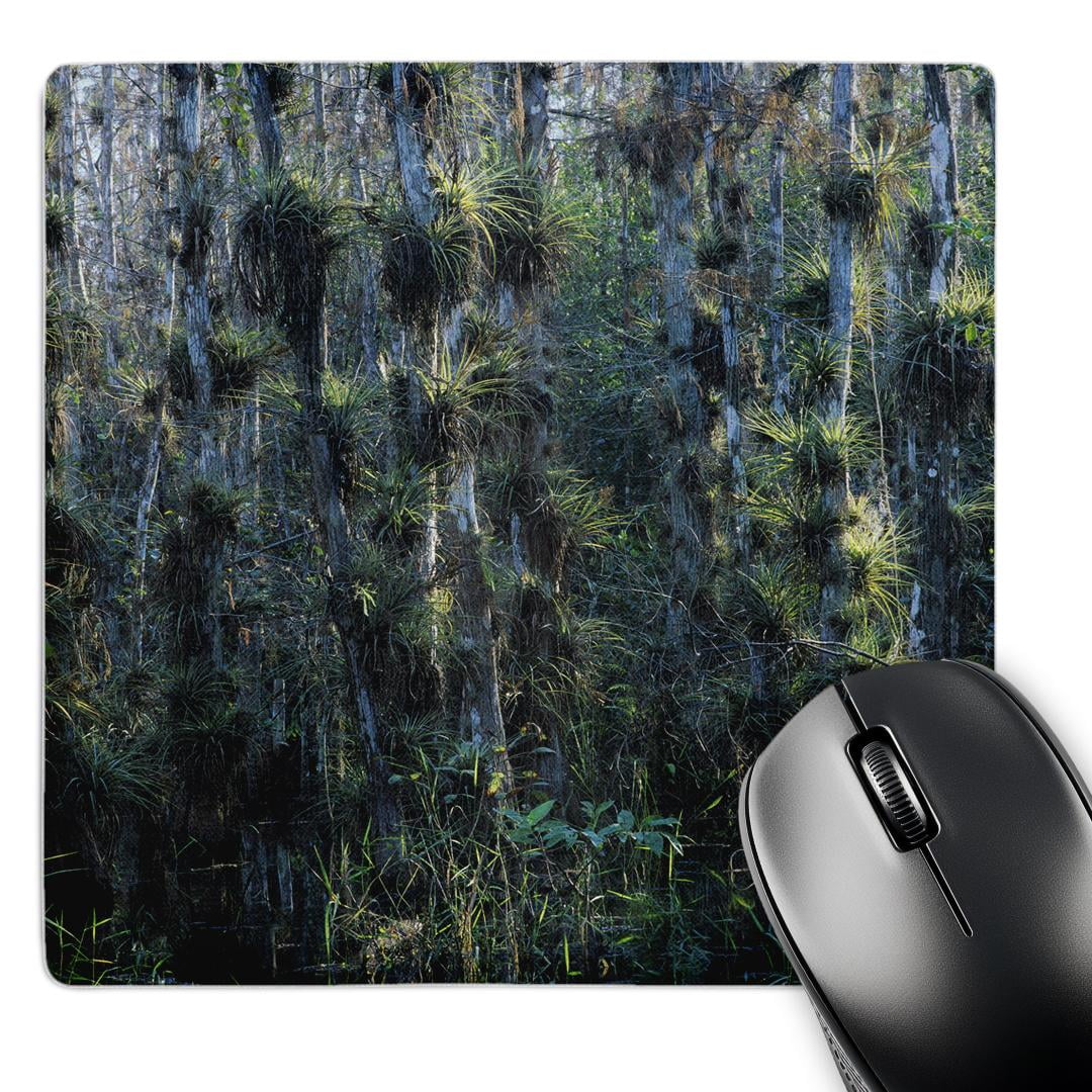 3dRose, Cypress trees bromeliads, Big Cypress NP, Florida - NA02 ...