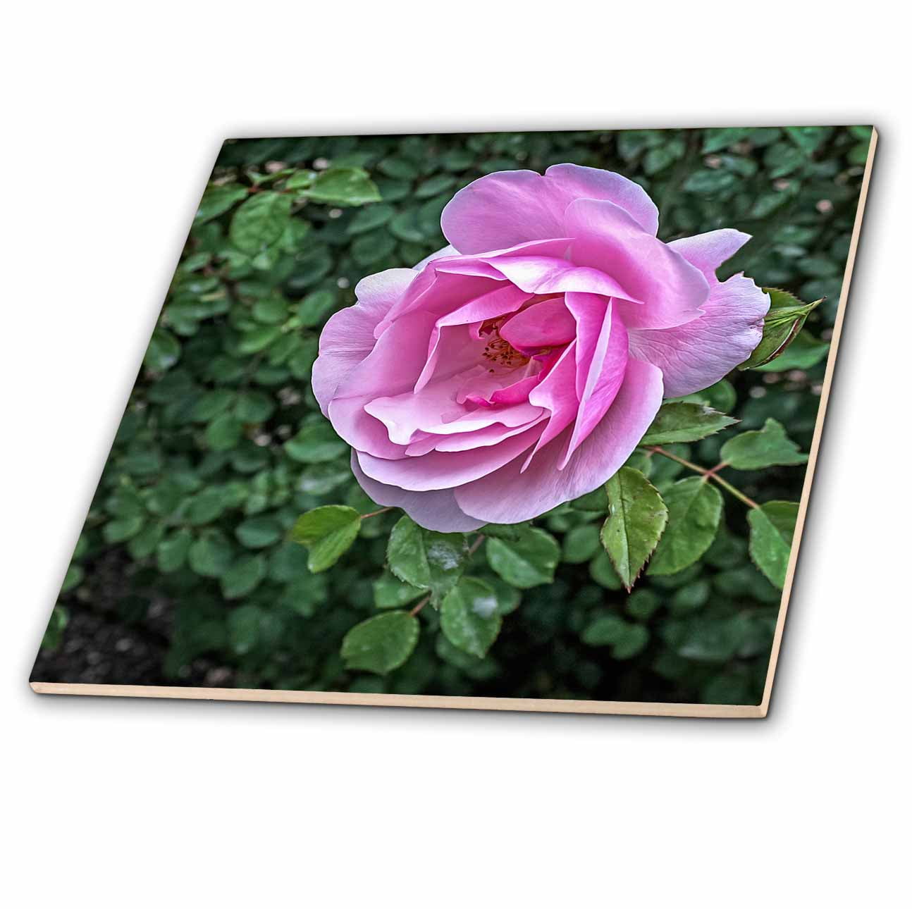 3dRose, Dark Pink Rose, 6 Inch Ceramic Tile - Walmart.com